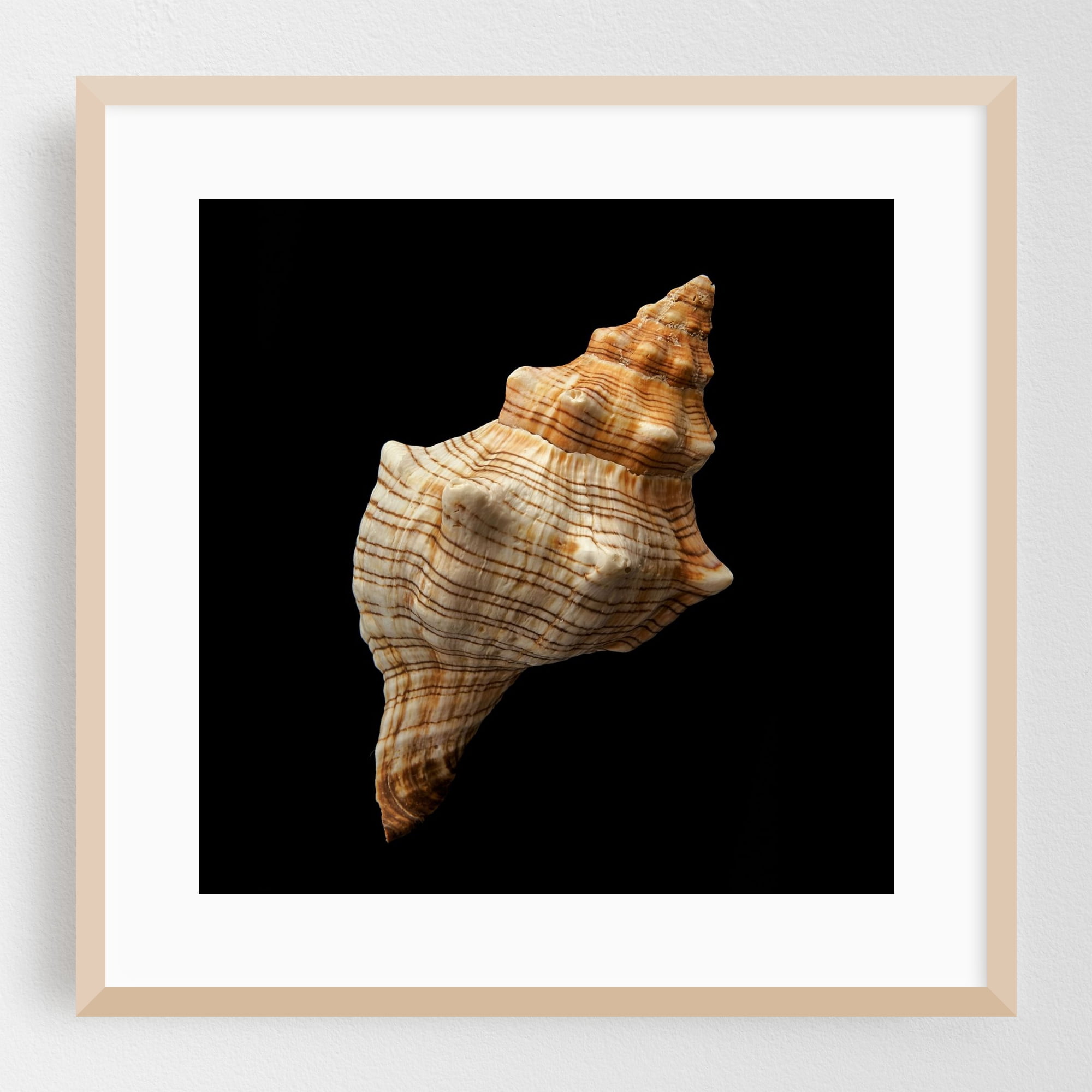 Trapezium Horse Conch shell - Photography Marine Life Coastal Beach ...