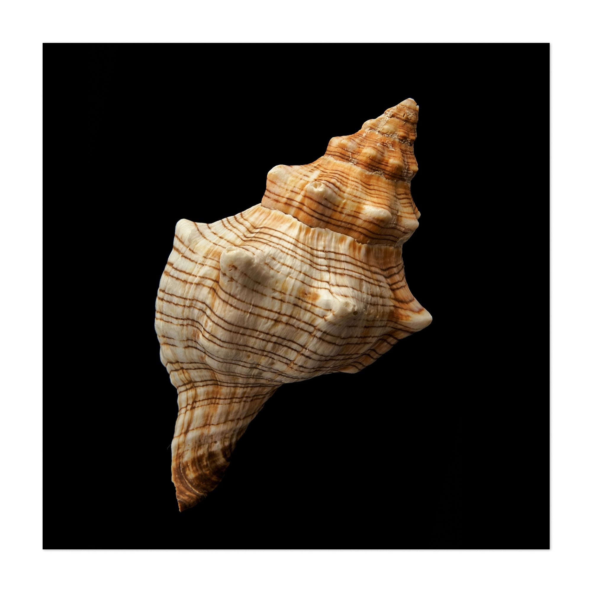 Trapezium Horse Conch shell - Photography Marine Life Coastal Beach ...