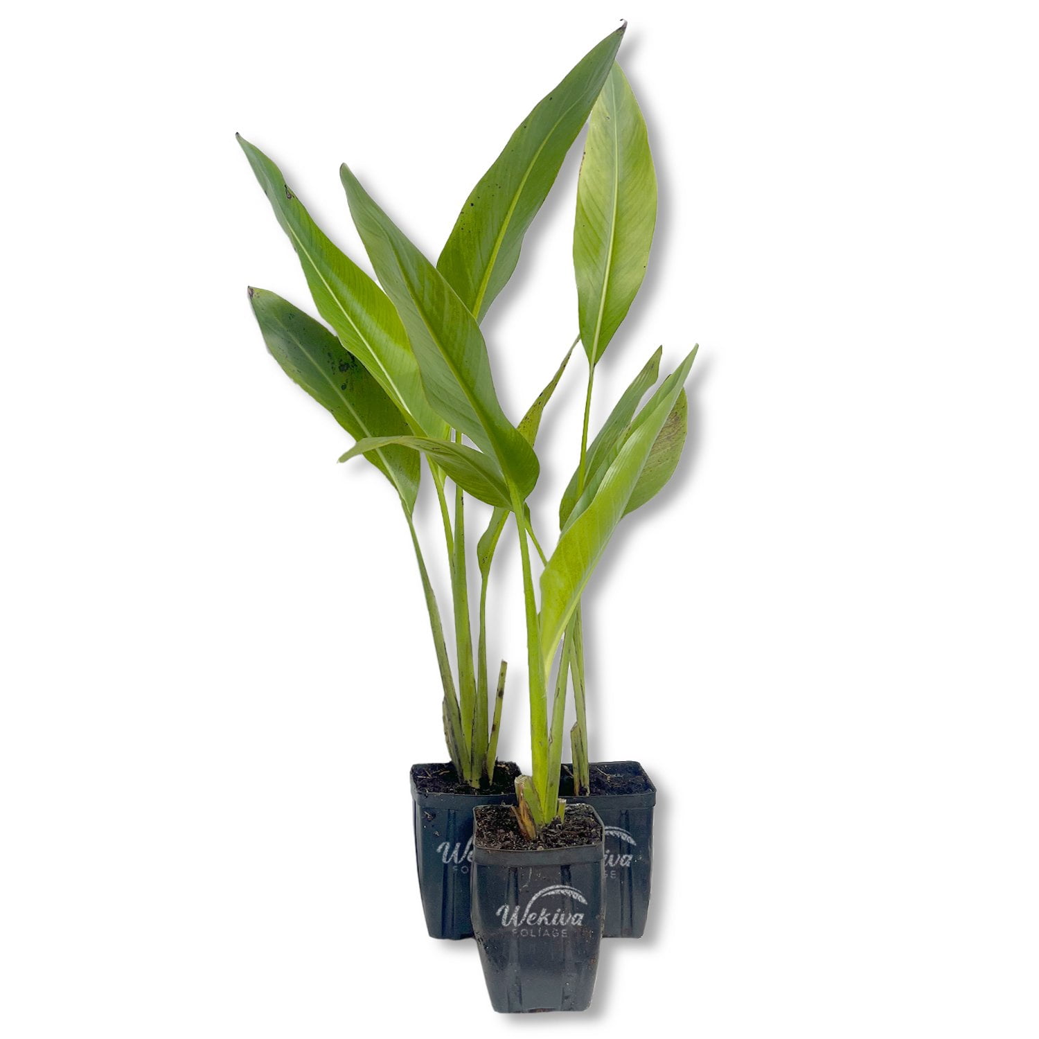 Traveler's Palm - 3 Live Plants in 4 Inch Growers Pots - Ravenala ...