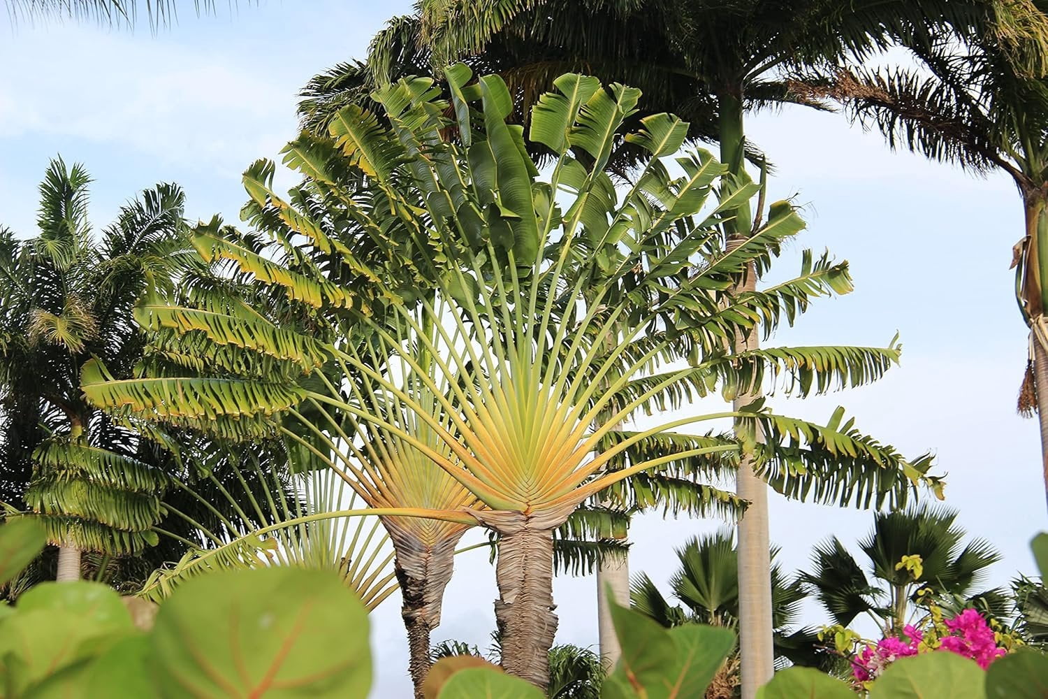 Traveler's Palm - Live Plant in a 3 Gallon Growers Pot - Ravenala ...