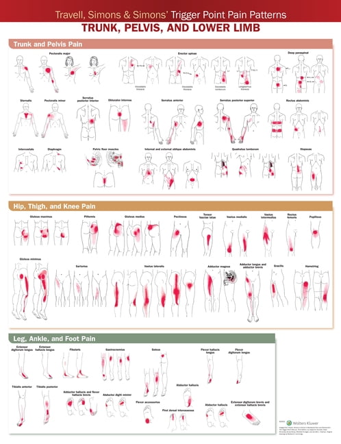 Leg Trigger Points Chart