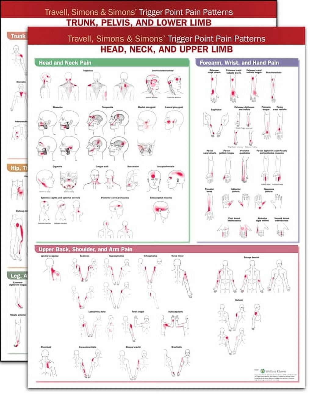Travell, Simons & Simons' Trigger Point Pain Patterns Wall Charts ...