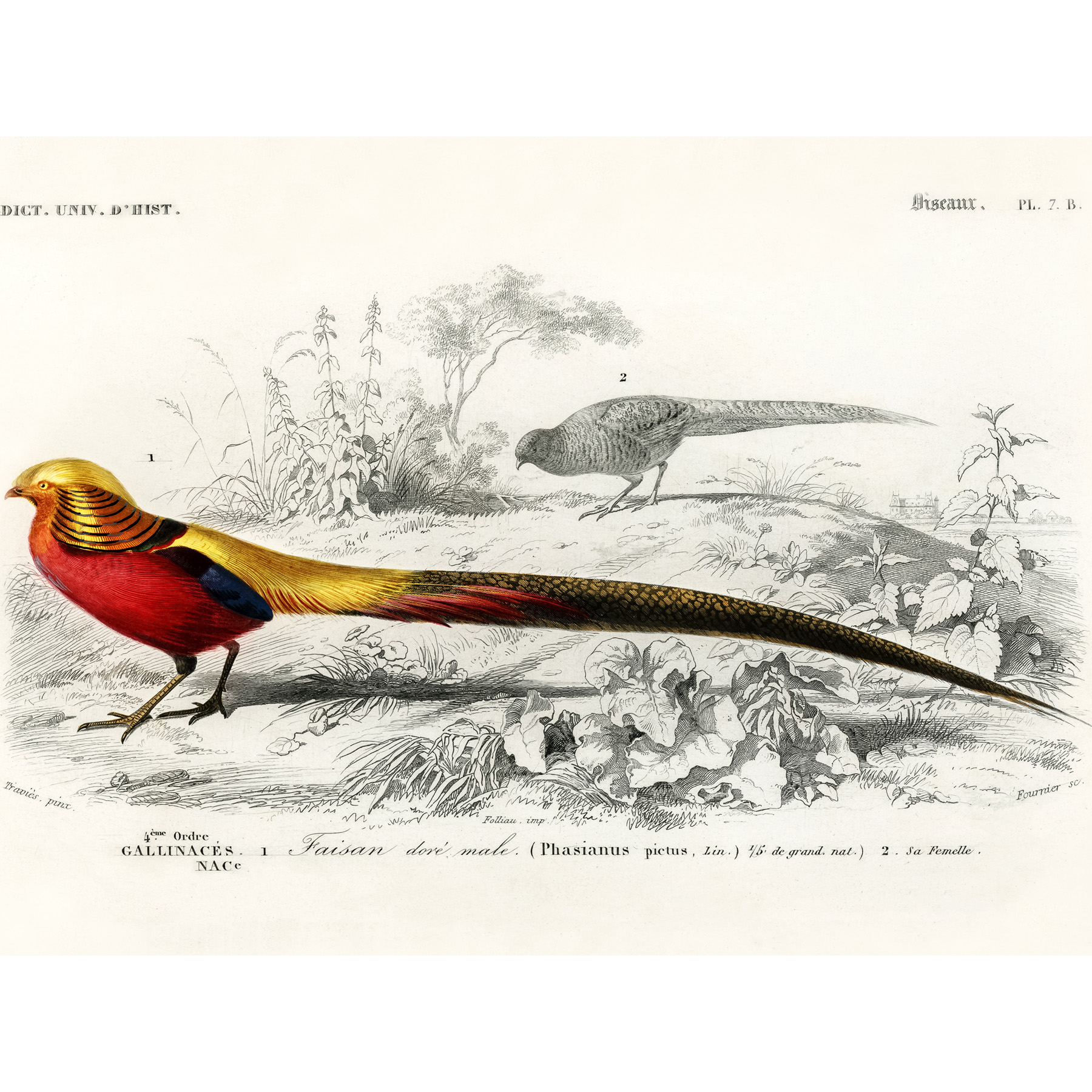Travies Golden Pheasant Male Female Bird Illustration Extra Large XL ...