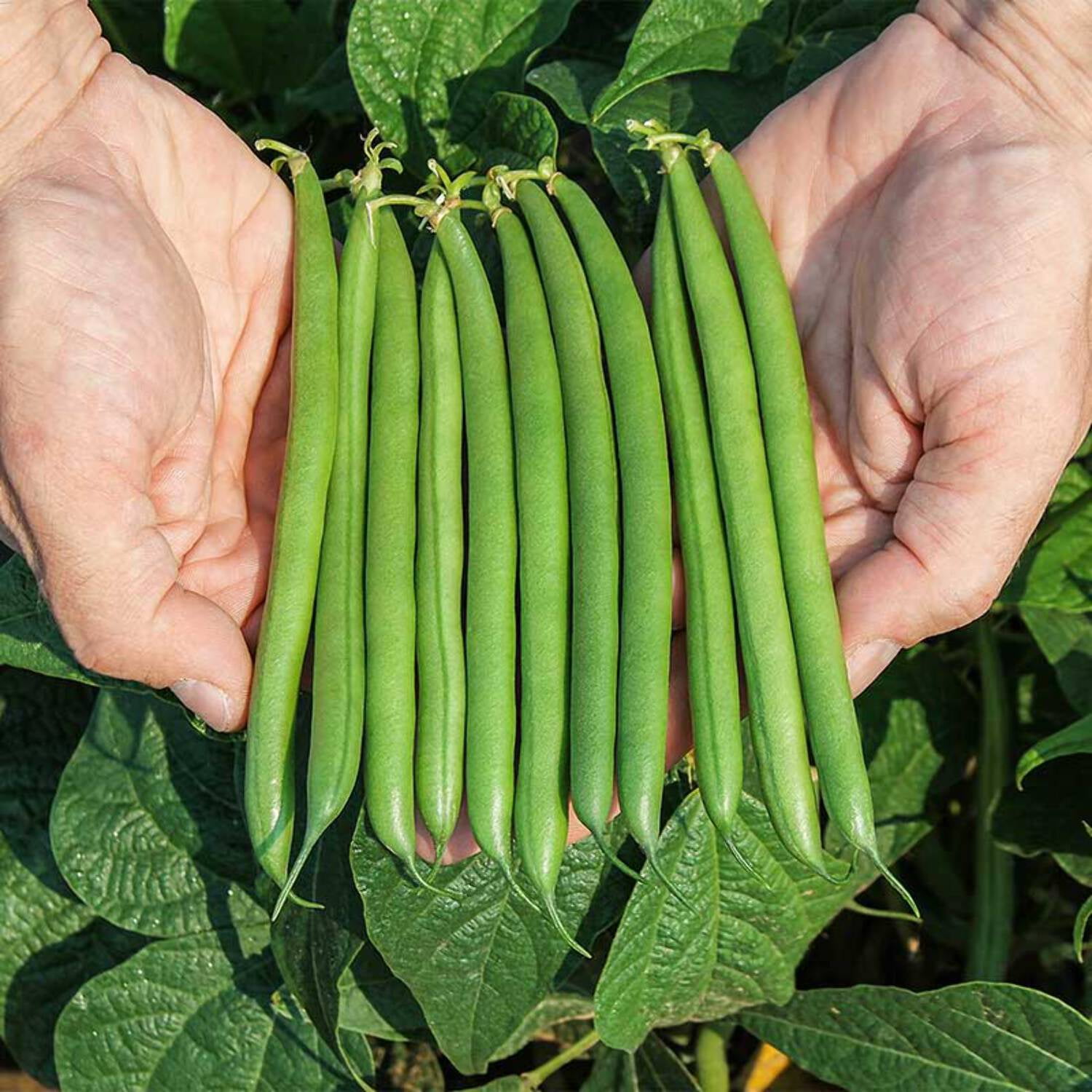 Treated Bean Caprice Seed - Walmart.com