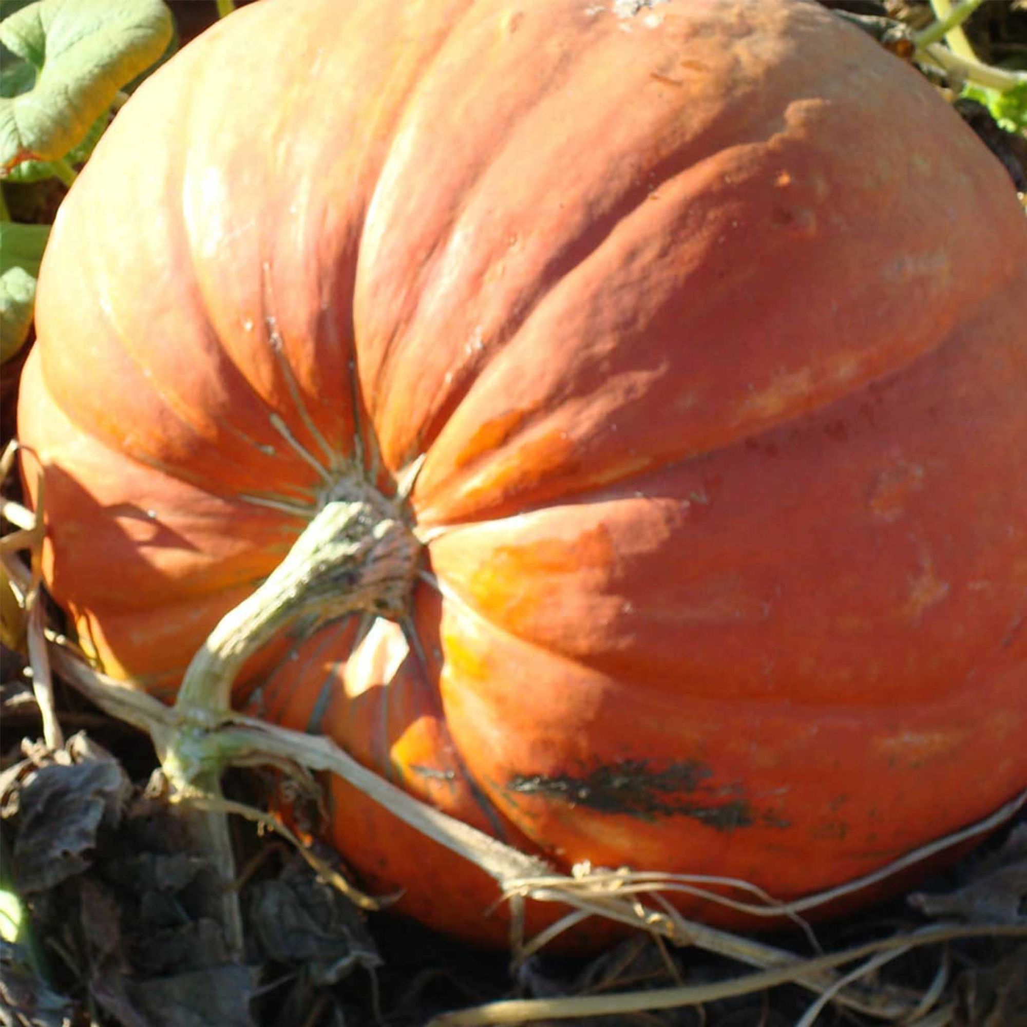Treated Big Max Pumpkin 25 Lb ~42,800 Seeds – Cucurbita maxima – Non ...