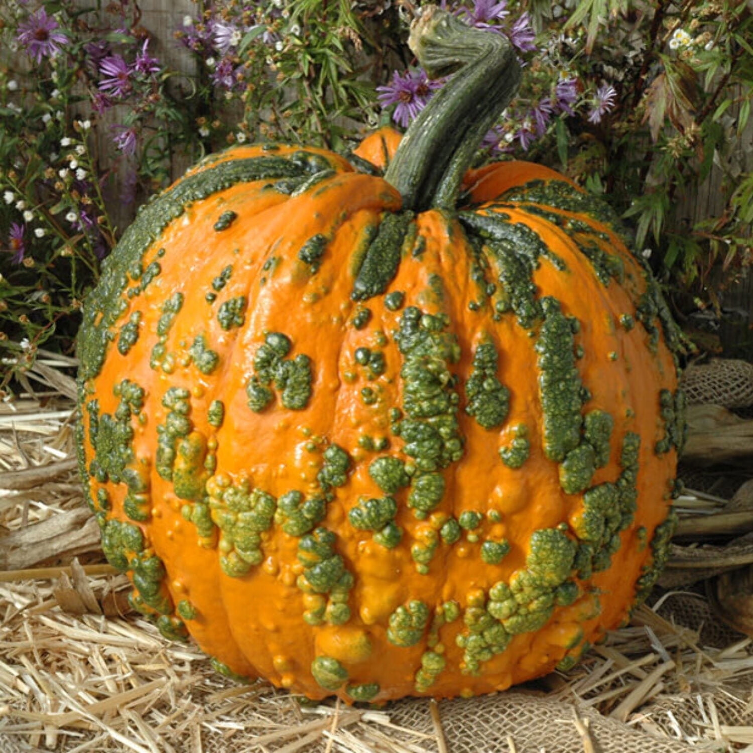 Treated Pumpkin Warty Goblin F1 Seed - Walmart.com
