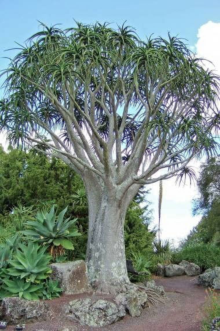 Tree Aloe Seeds for Planting (5 Seeds) - Aloe barberae - Walmart.com