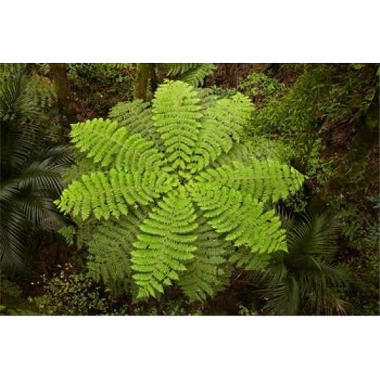 Tree Fern Ah Reed Memorial Kauri Park New Zealand Poster Print by David ...