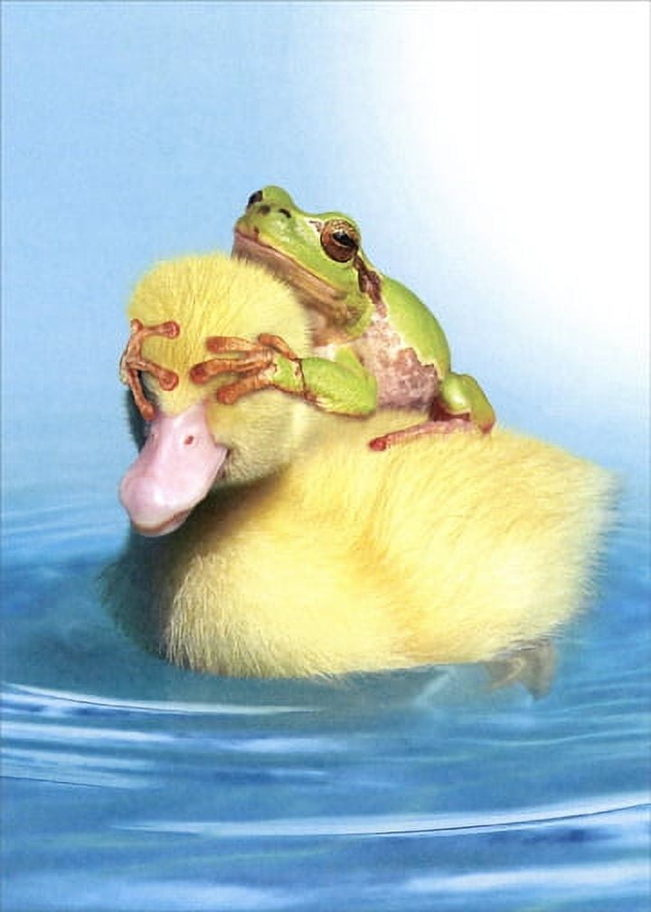 Tree-Free Greetings Duck Duck Frog Funny / Humorous Birthday Card ...