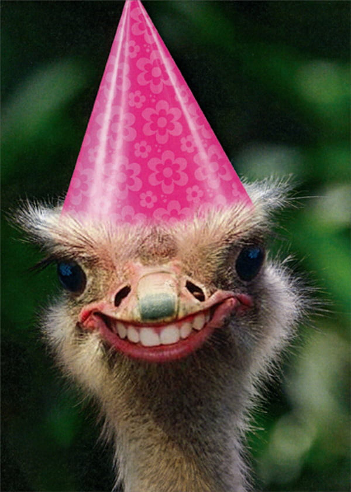 Tree-Free Greetings Freakishly Happy Ostrich Funny / Humorous Birthday ...