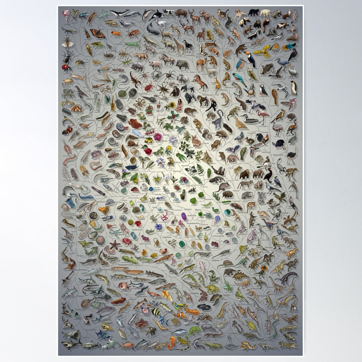 Tree Of Life Poster - Animal And Plant Evolution - Colour (Scientific ...