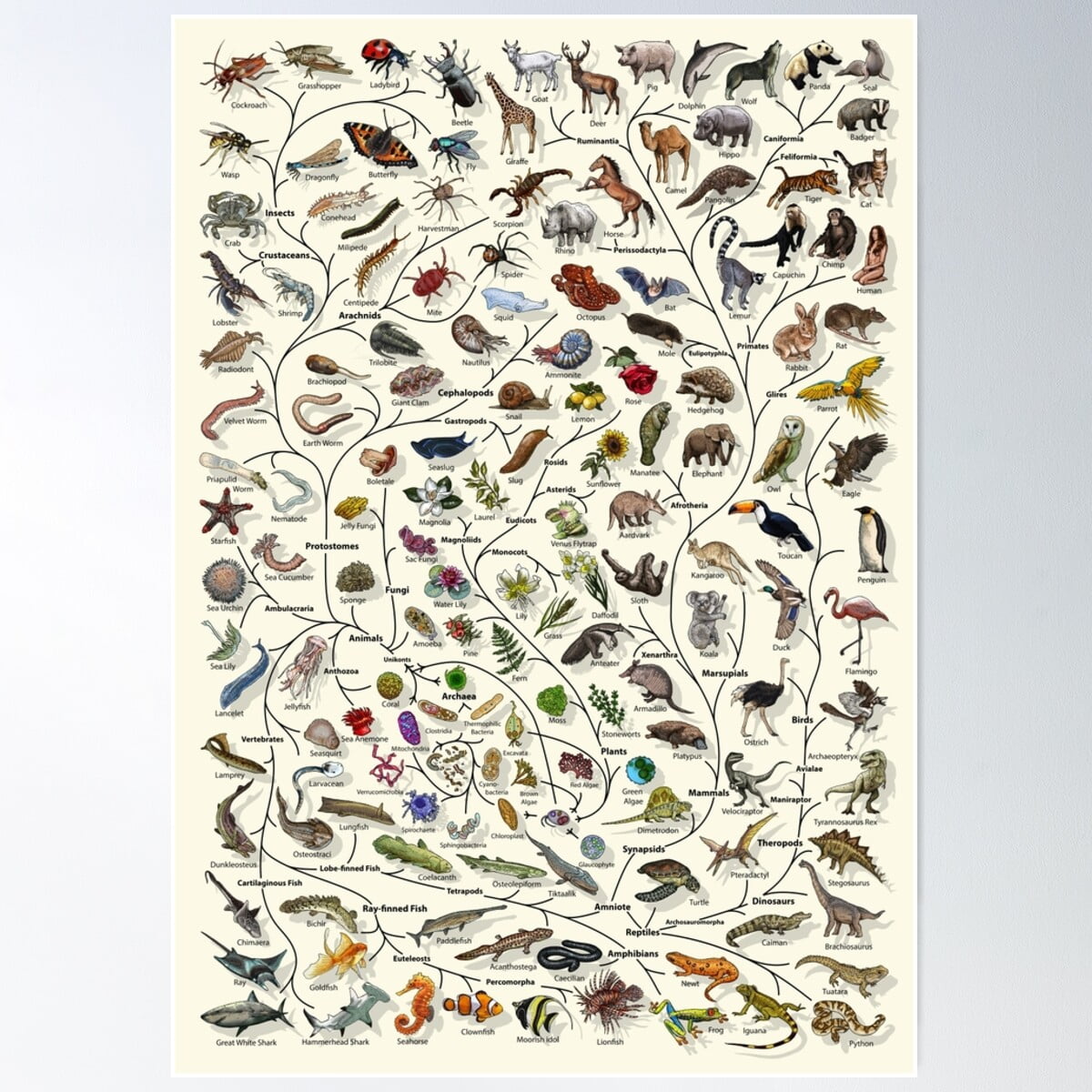 Tree Of Life Poster - Animal And Plant Evolution - English Poster Wall ...