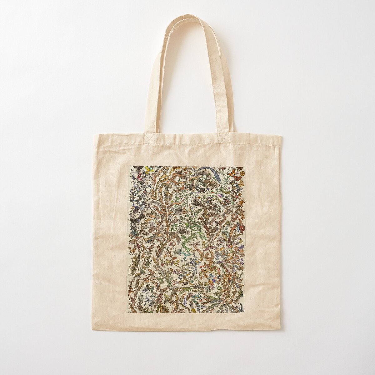 Tree Of Life Poster - Animal Evolution - Colour (New Design Available ...