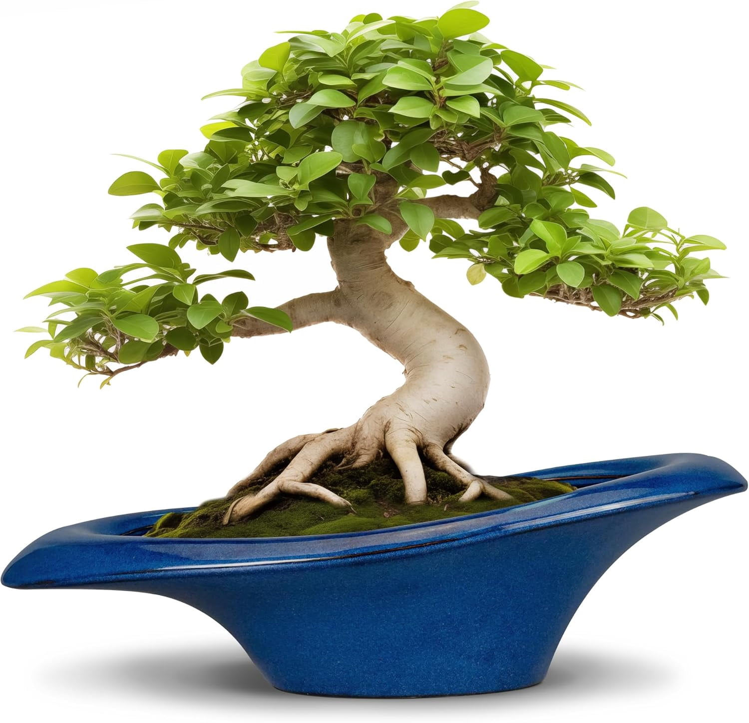 Tree Pot 18 Inch - Ceramic Succulent Pots Large Bonsai Planter for ...