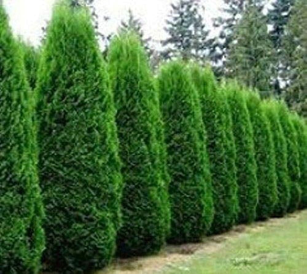 Tree Seeds - 50 AMERICIAN Arborvitae Tree Seeds Evergreen Property ...