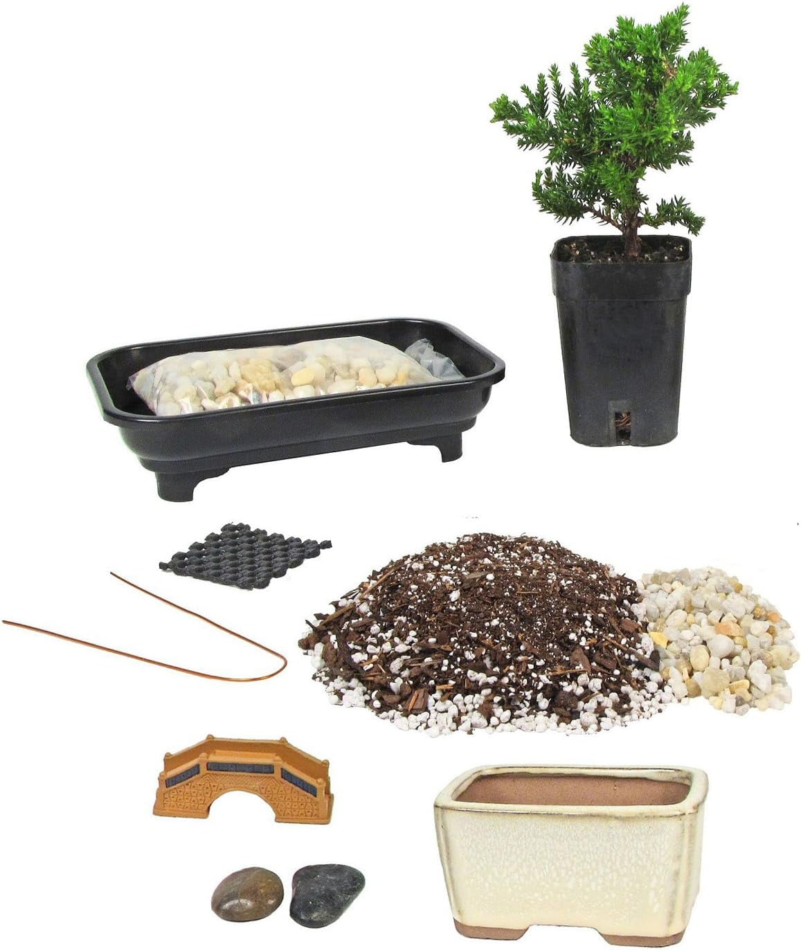 Tree Starter Kit About 2 Years Old, Complete Do-It-Yourself Kit with a ...
