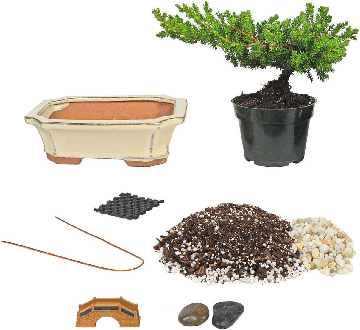Tree Starter Kit, Complete Do-It-Yourself Kit with 6 Year Old Japanese ...