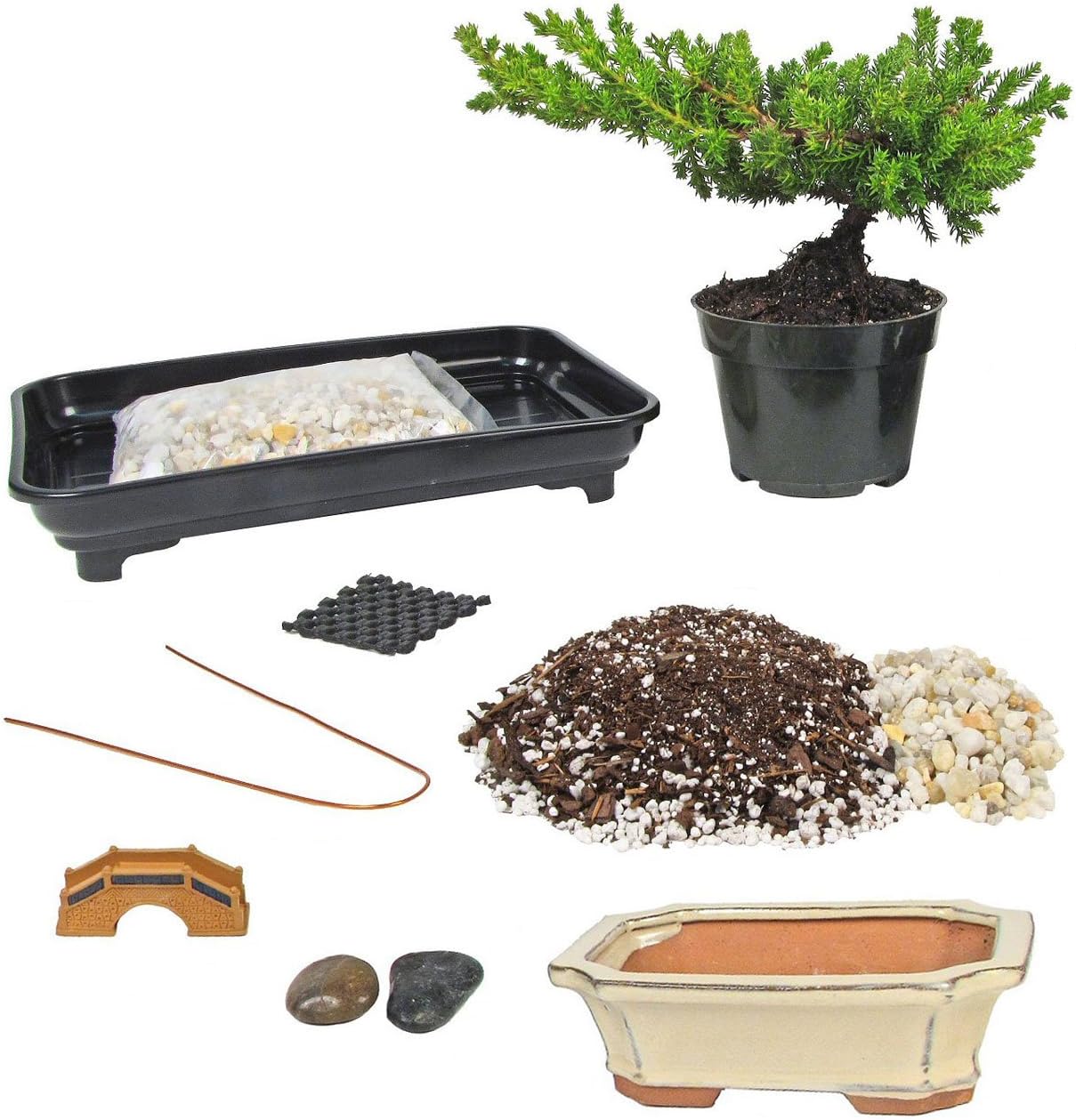 Tree Starter Kit, Complete Do-It-Yourself Kit with 6 Year Old Japanese ...