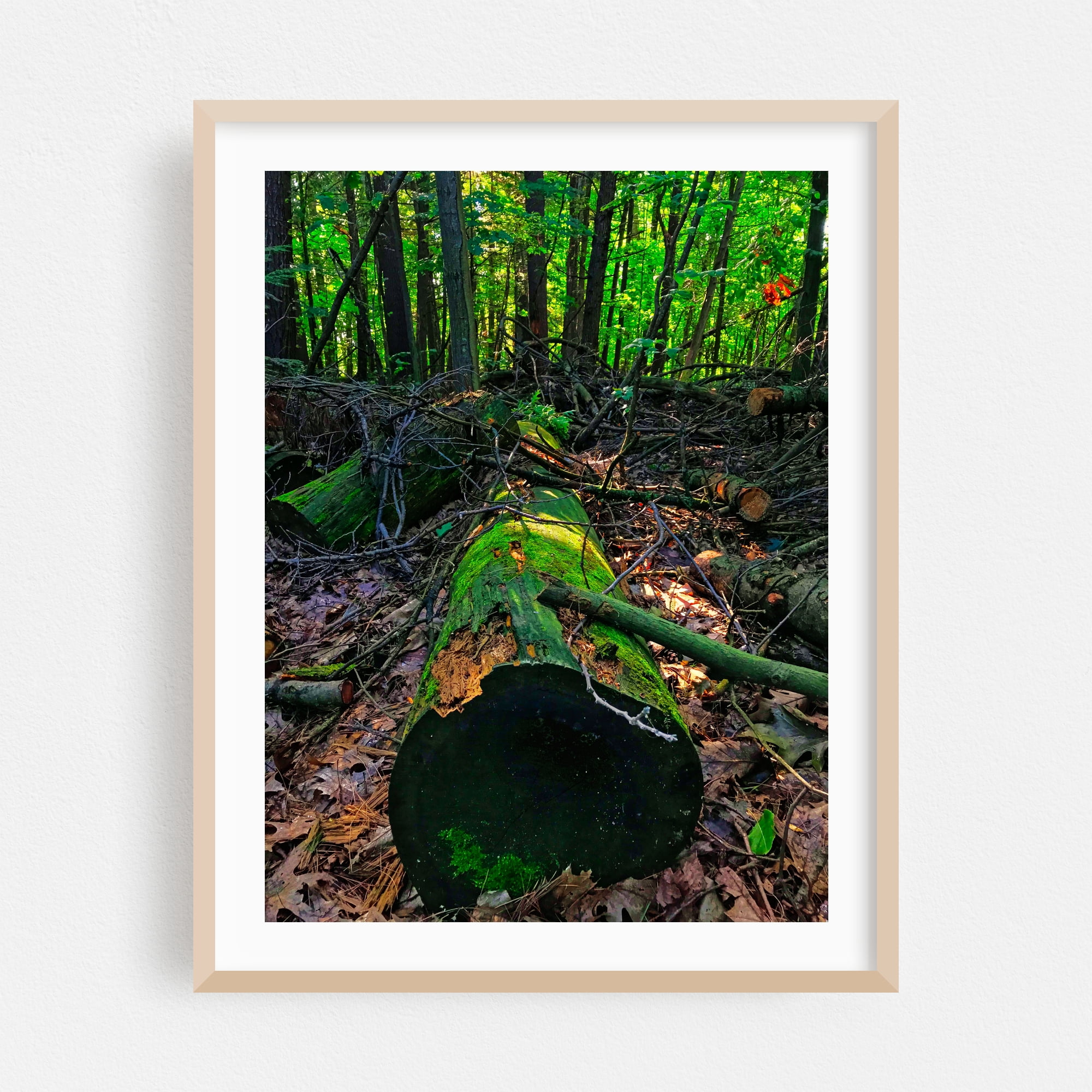 Tree Stump in the Woods - Photography Forest Nature Autumn Rustic ...