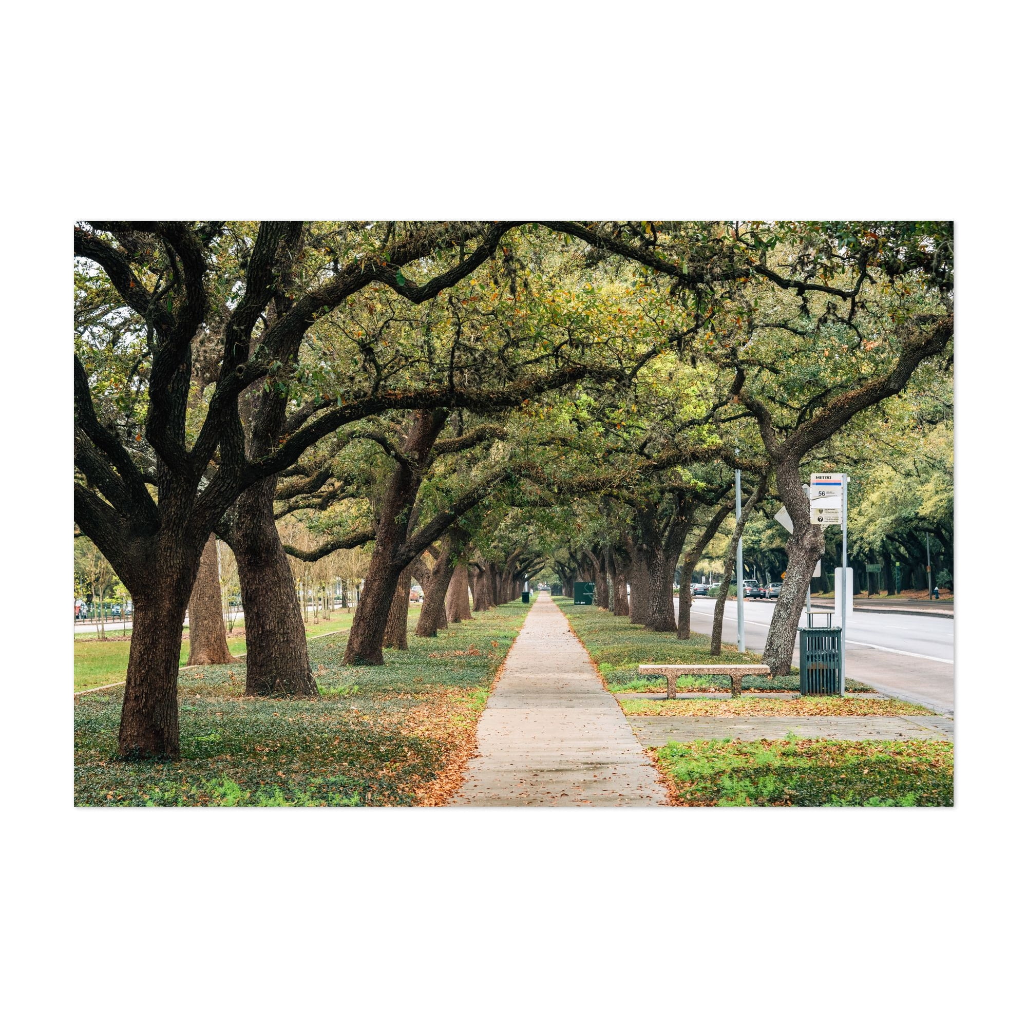 Tree Tunnel, Houston - Houston Texas Photography Nature Autumn ...