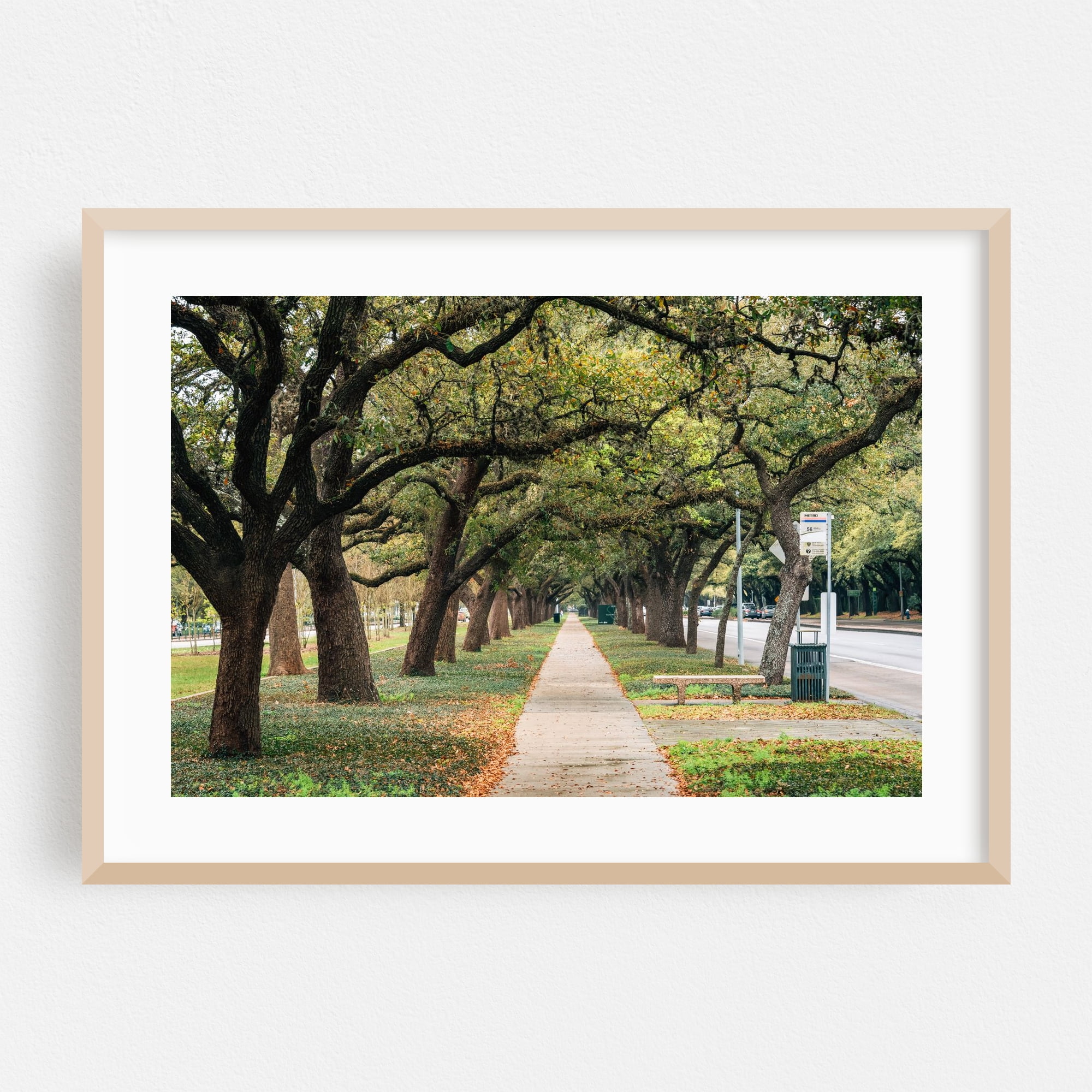 Tree Tunnel, Houston - Houston Texas Photography Oak Framed Wall Art ...
