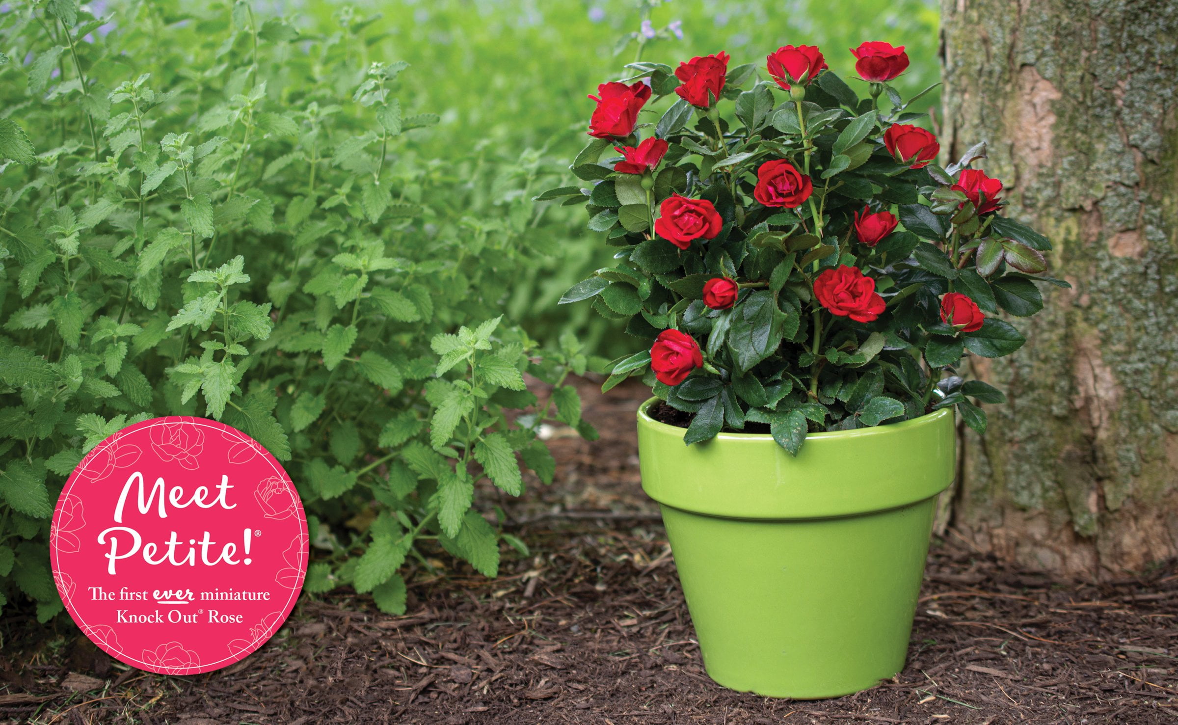 Tree form Knockout Rose; wildly fragrant and beautiful blooms - Walmart.com