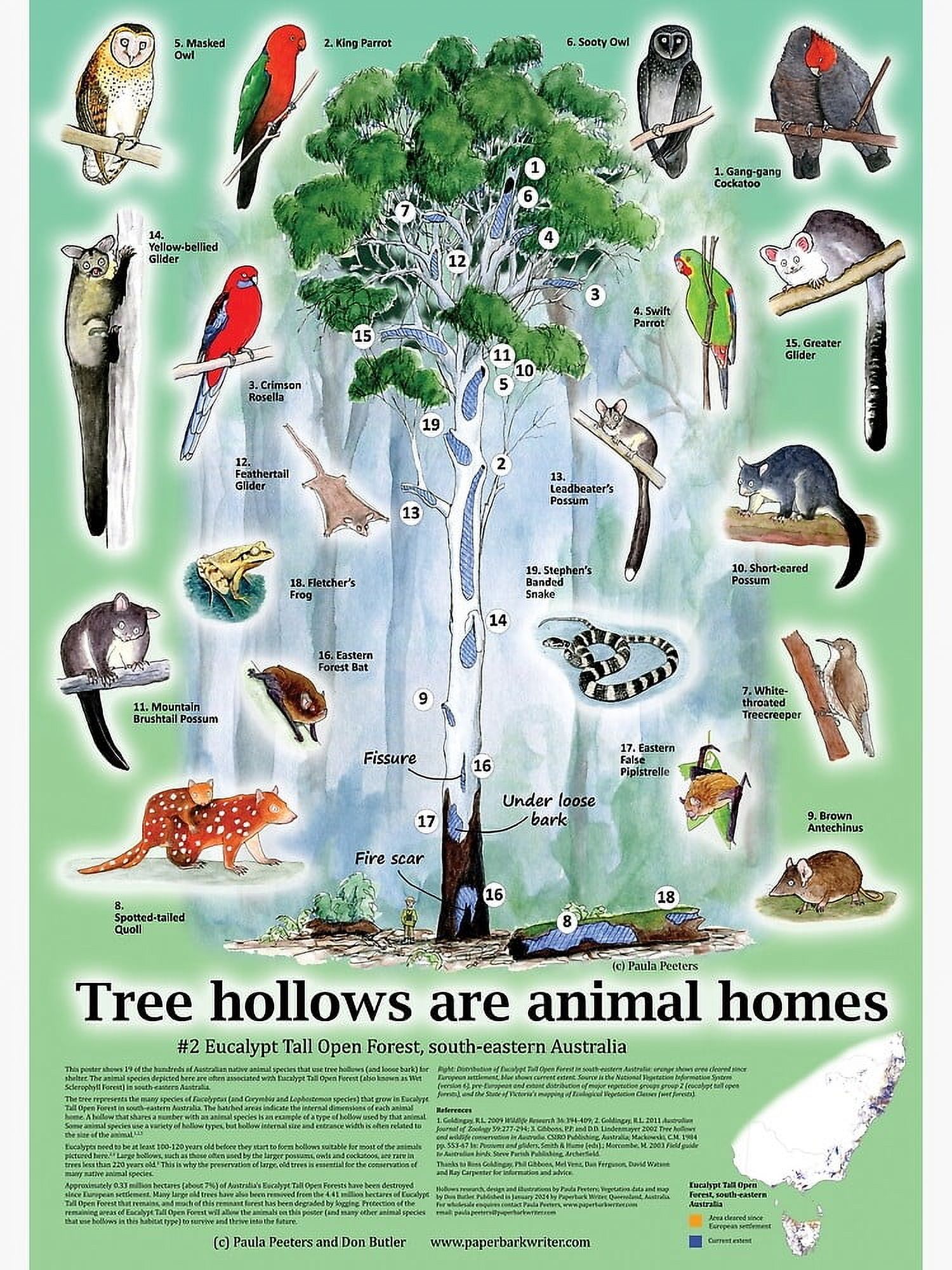Tree hollows are animal homes #2 (detailed poster design) Poster Framed ...