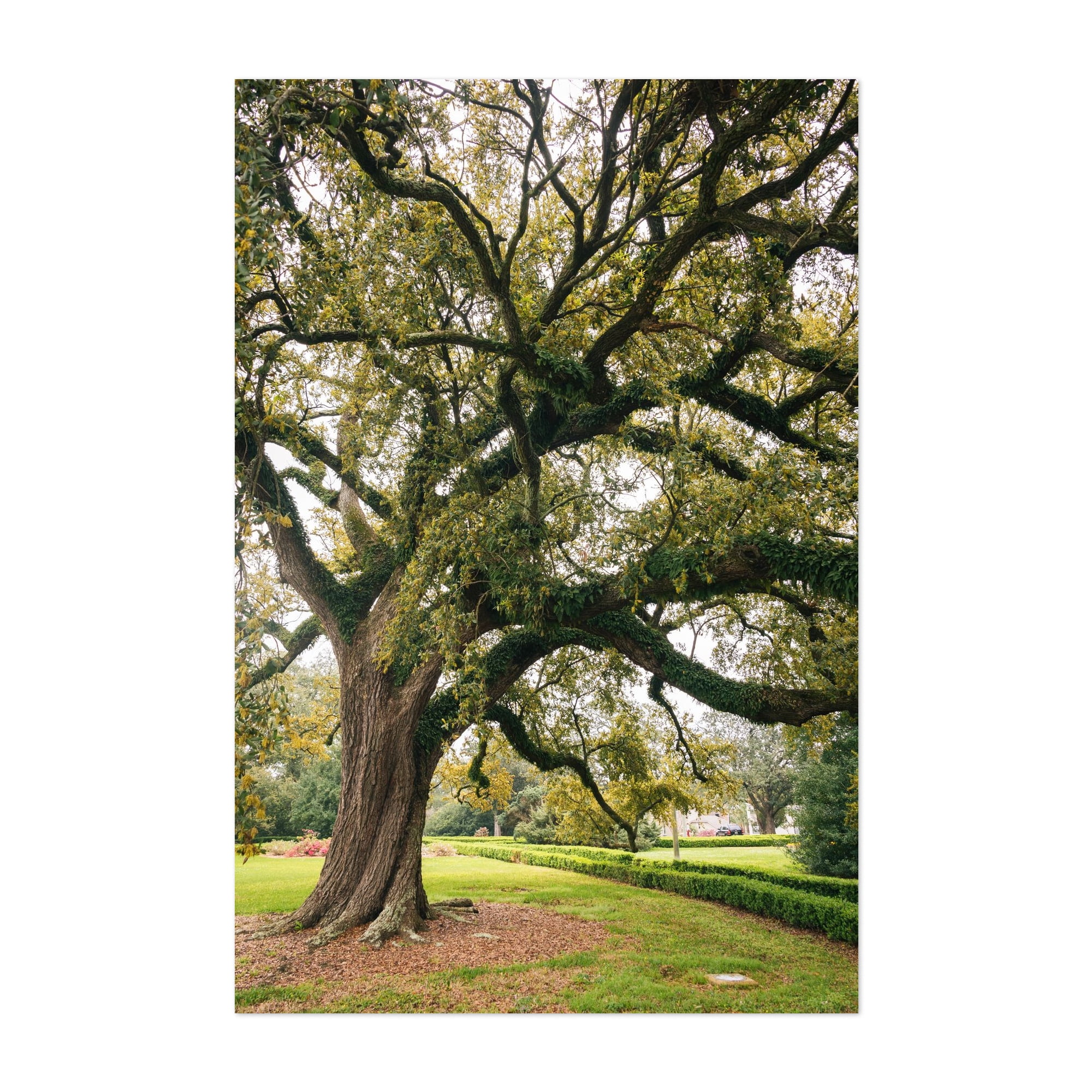 Tree in Baton Rouge - Baton Rouge Louisiana Photography Nature ...