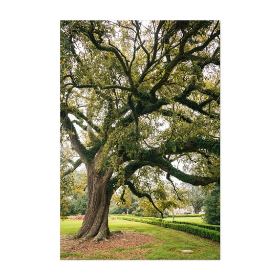 Tree in Baton Rouge - Baton Rouge Louisiana Photography Unframed Wall ...