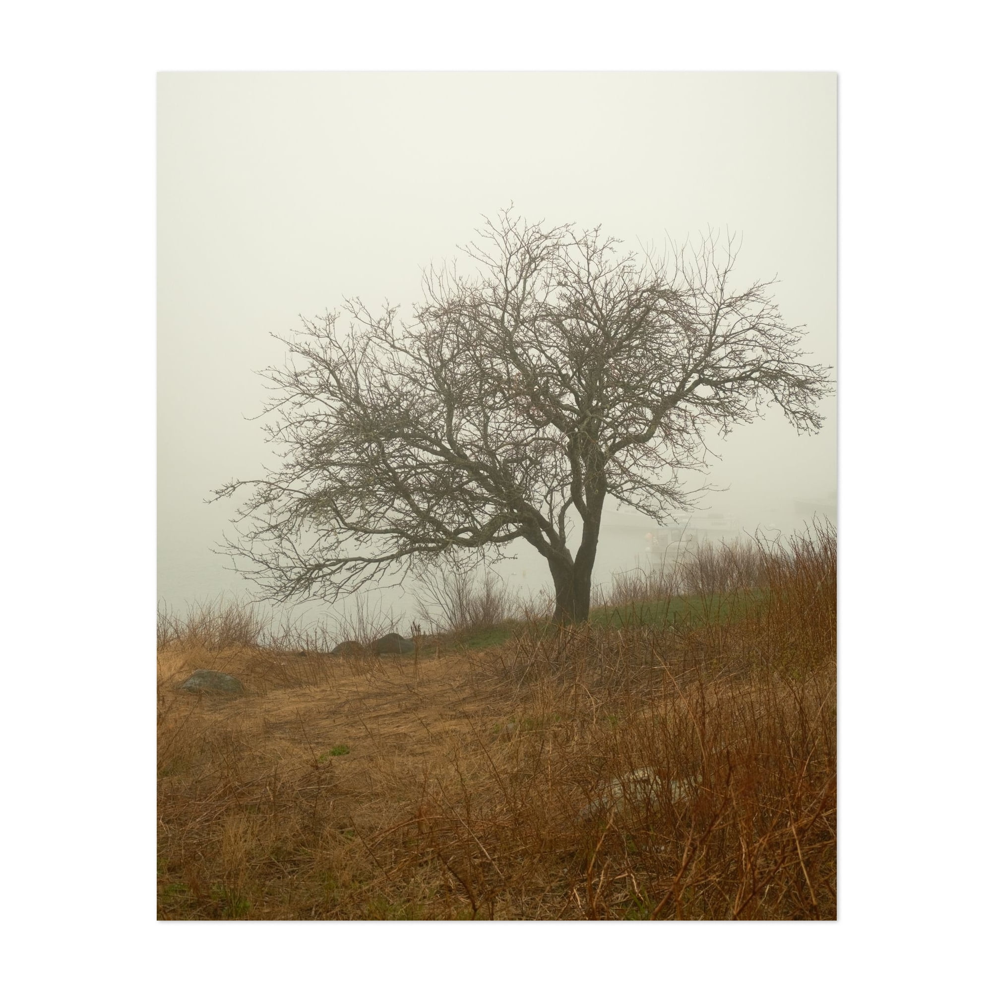 Tree in Fog, Beals Island - Beals Maine Photography Nature Landscape ...