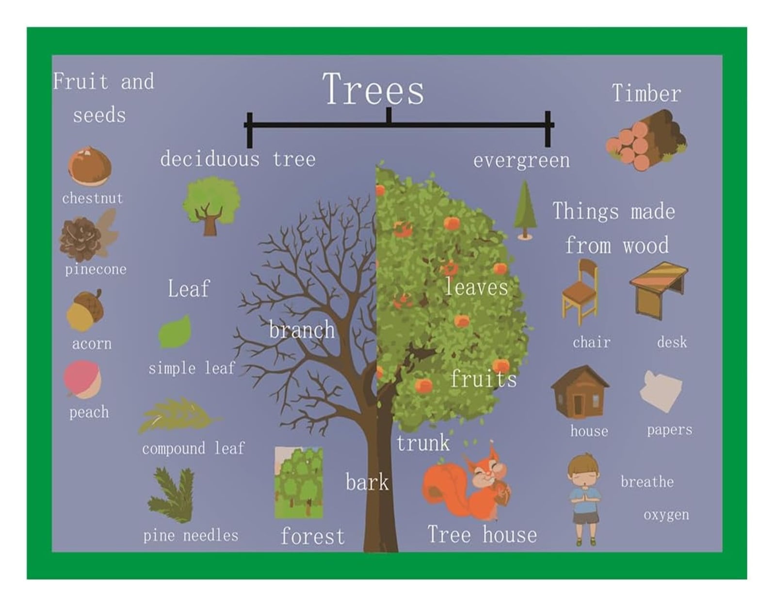 Trees Educational Poster for Kids - Nature & Science Learning Chart ...