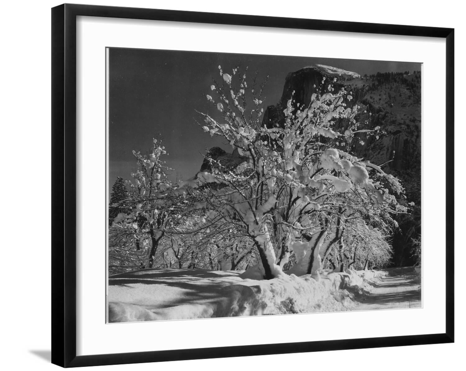 Trees With Snow On Branches "Half Dome Apple Orchard Yosemite ...