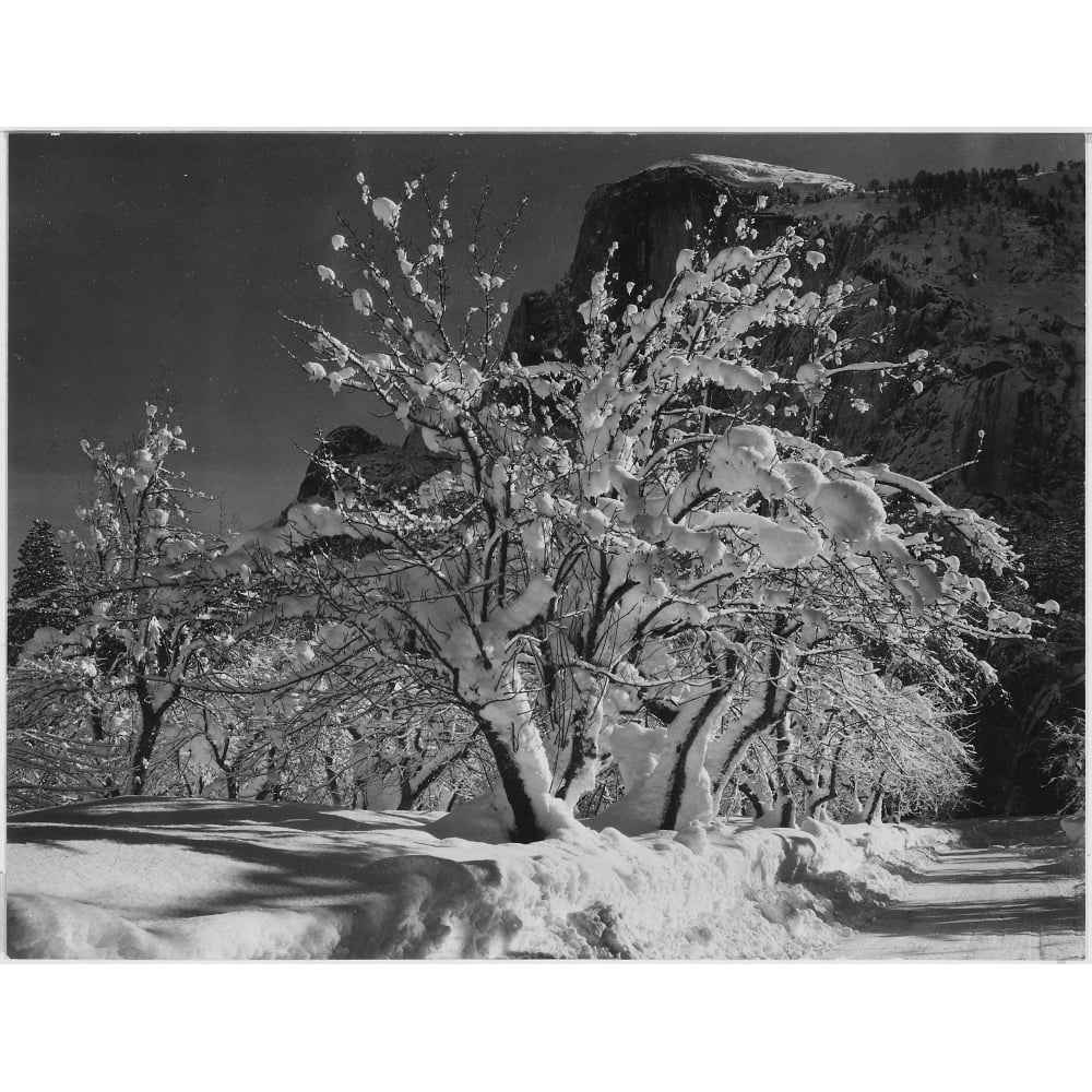Trees with snow on branches "Half Dome Orchard Yosemite" California ...