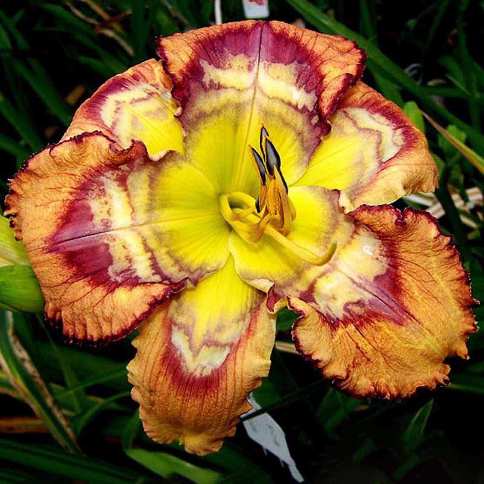 Trembler Reblooming Daylily Flower Bulb - HUGE Blooms up to 6" Across ...