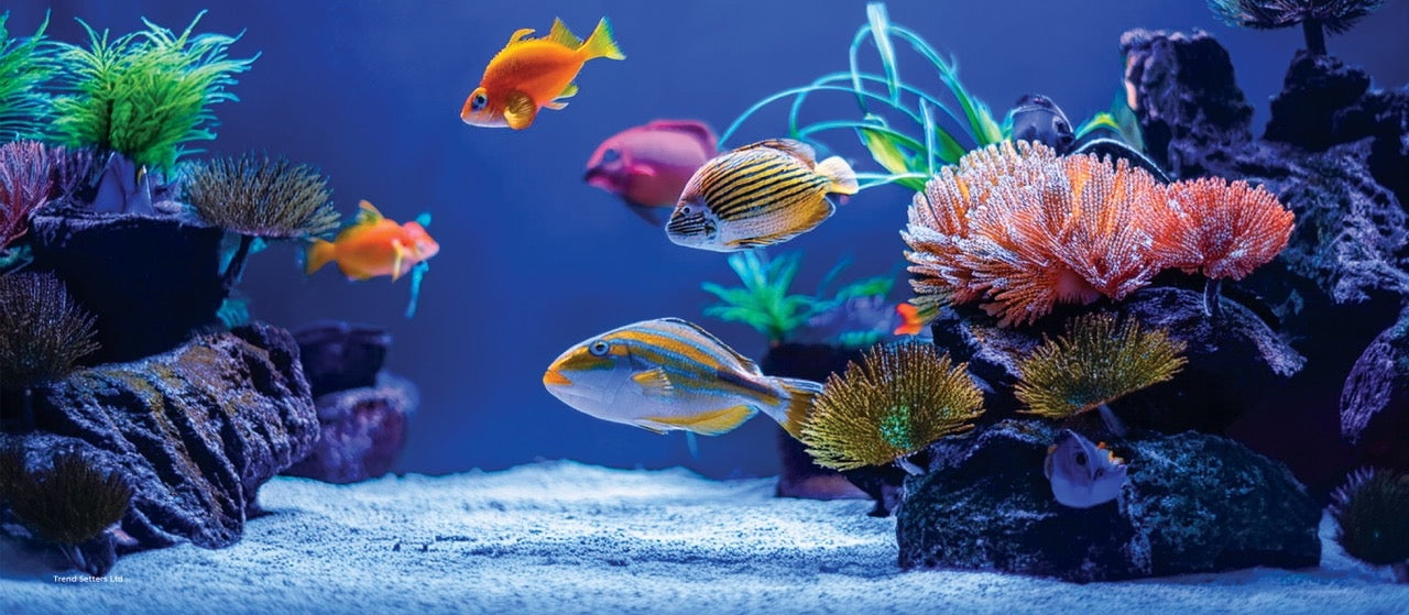 Trend Setters Original (Fish Tank) FilmPix™ Photo Insert - Walmart.com