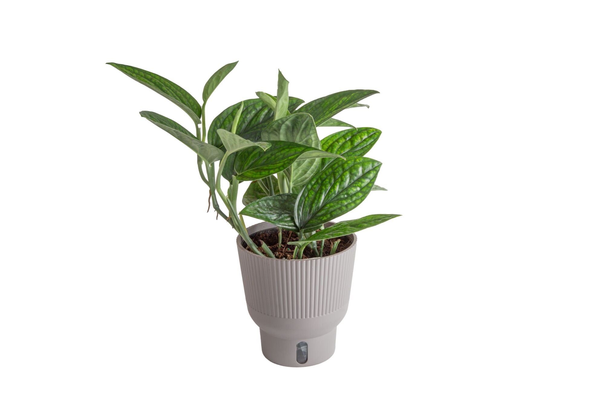 Trending Tropical Live Indoor Monstera Galaxy plant in 6in pot ...