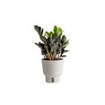Trending Tropical Live Indoor Zamia Raven plant in 6in pot. - Walmart.com