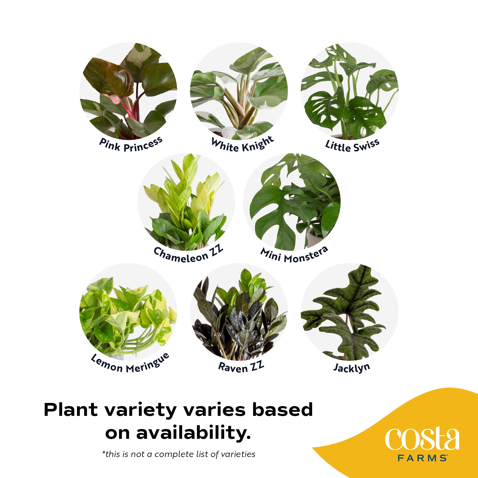 Trending Tropicals Live Indoor Plant Assorted Foliage in Self-Watering ...