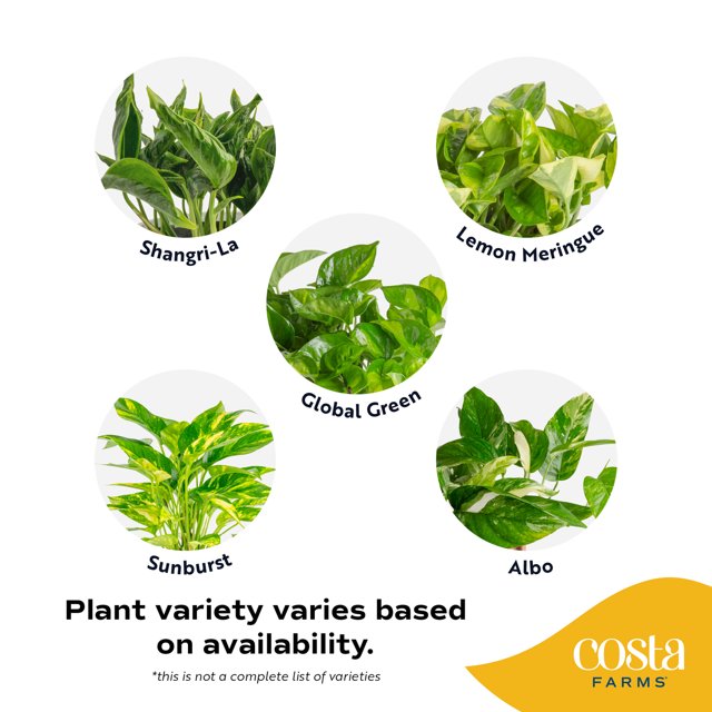 Costa Farms Global Green Pothos Live Plant in Self-Watering 6” Pot ...