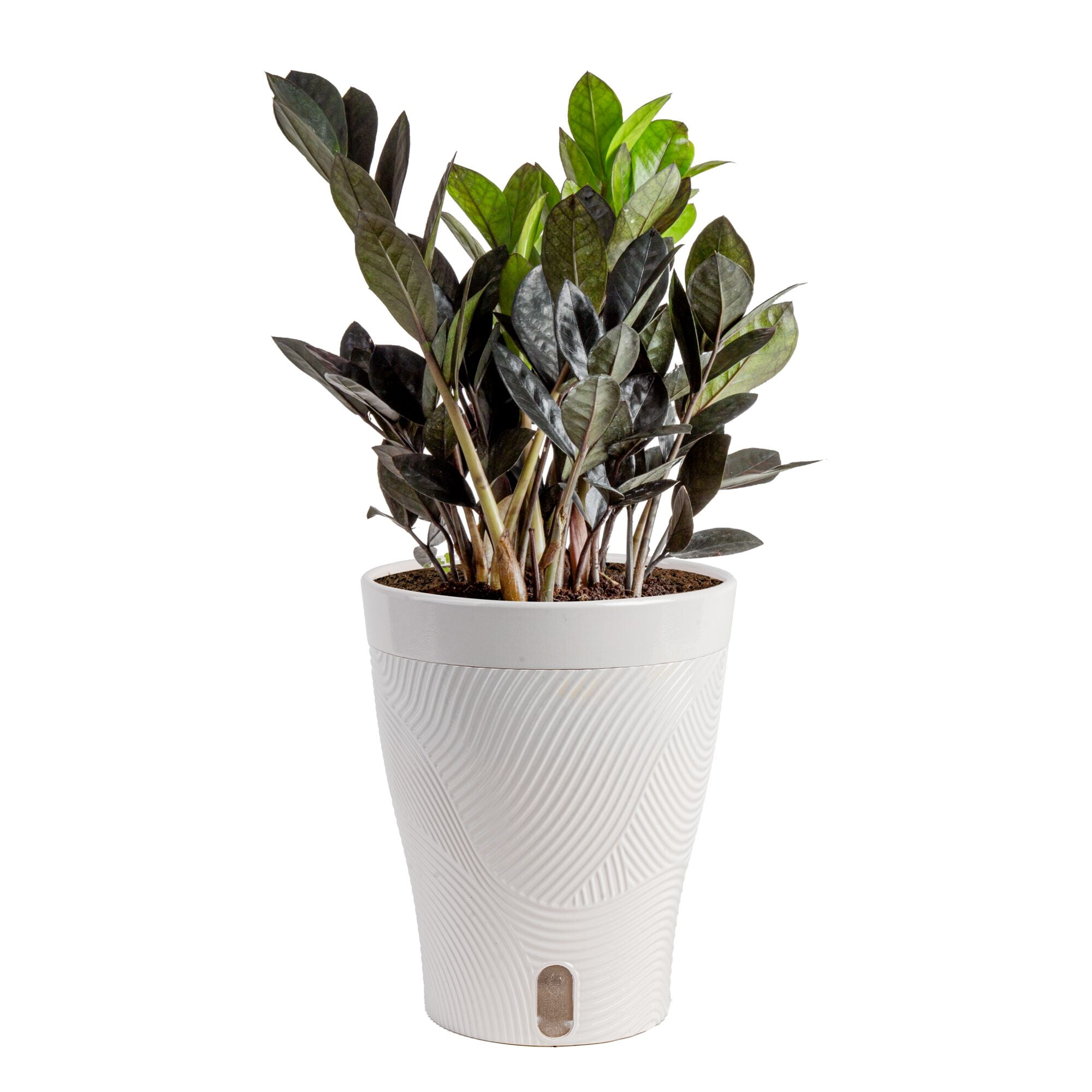 Trending Topicals by Costa Farms 24" Zamioculcas Zamiifolia Raven House ...