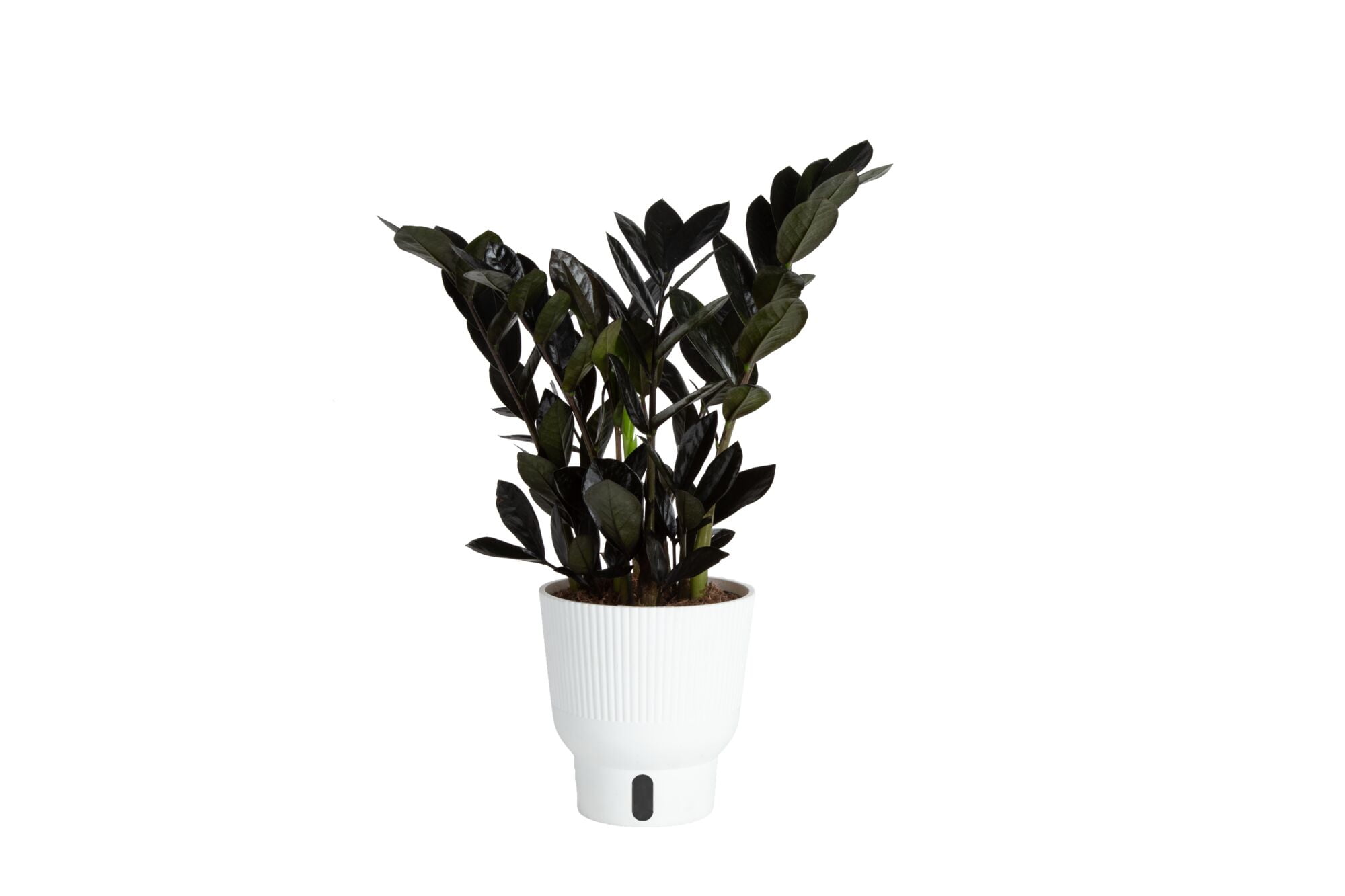 Trending Tropicals Live Indoor Plant Zamioculcas Zamiifolia Raven in ...