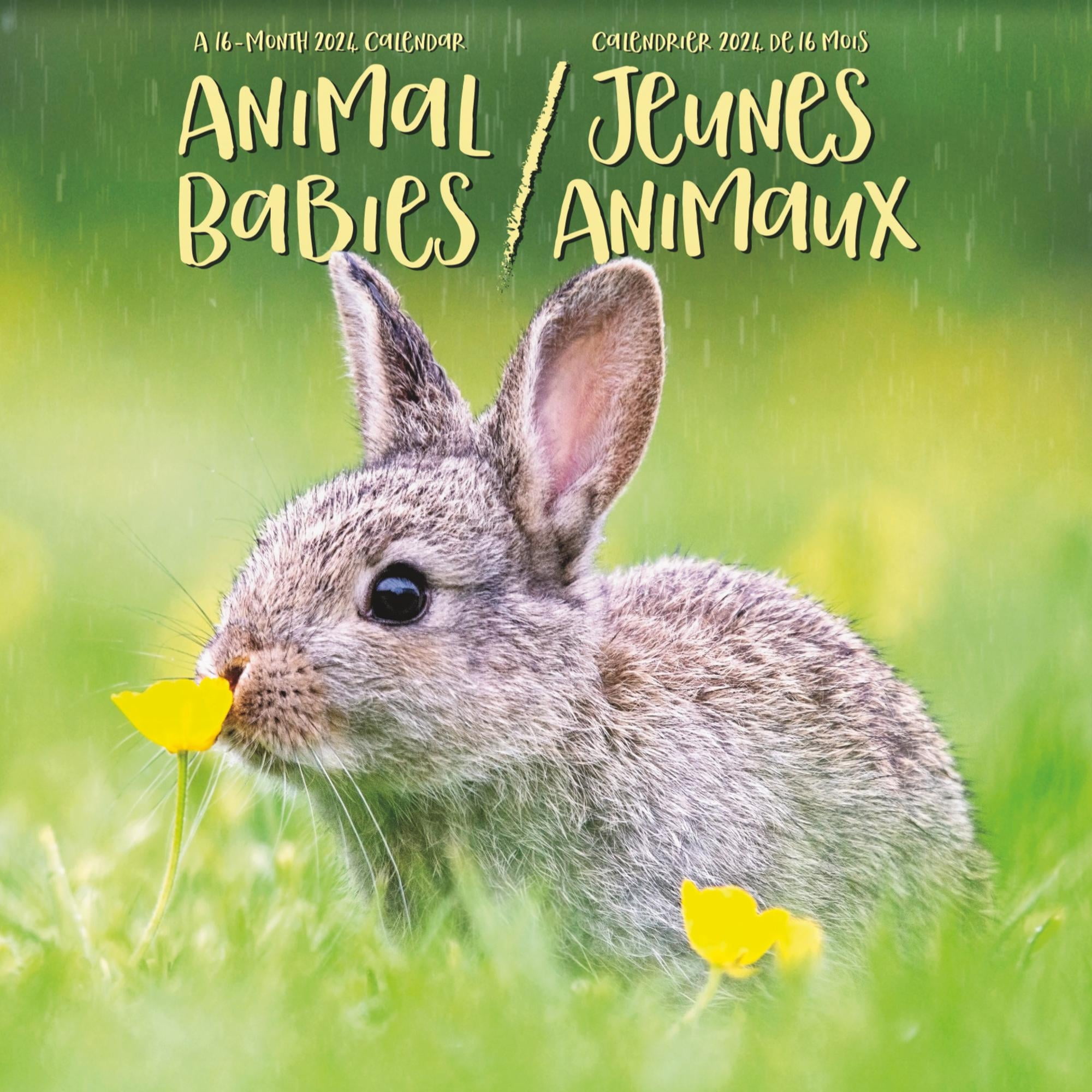 Trends International 2024 Animal Babies Wall Calendar - Walmart.com