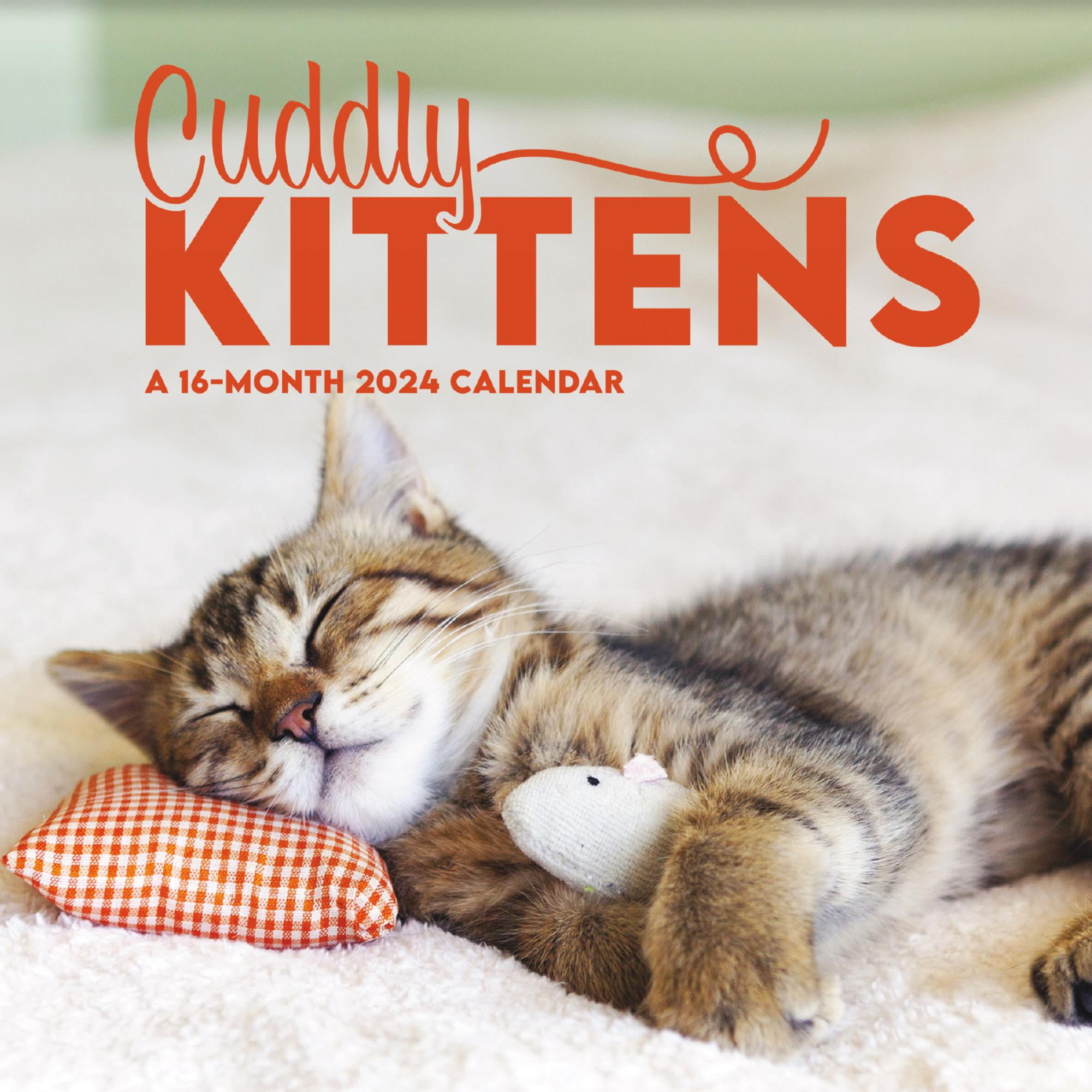 Trends International 2024 Cuddly Kittens Mini Wall Calendar, Perfect ...