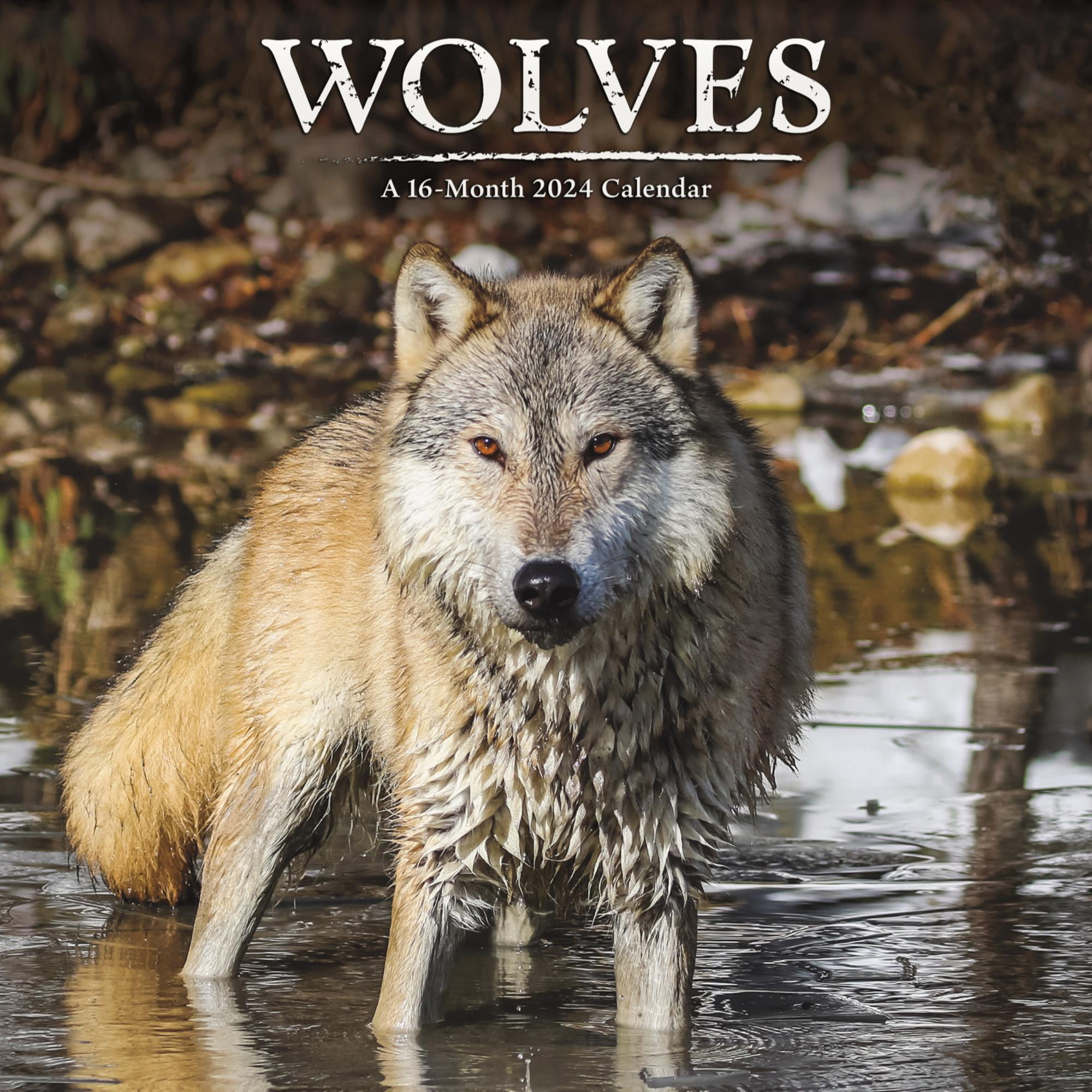 Trends International 2024 Wolves Wall Calendar - Walmart.com