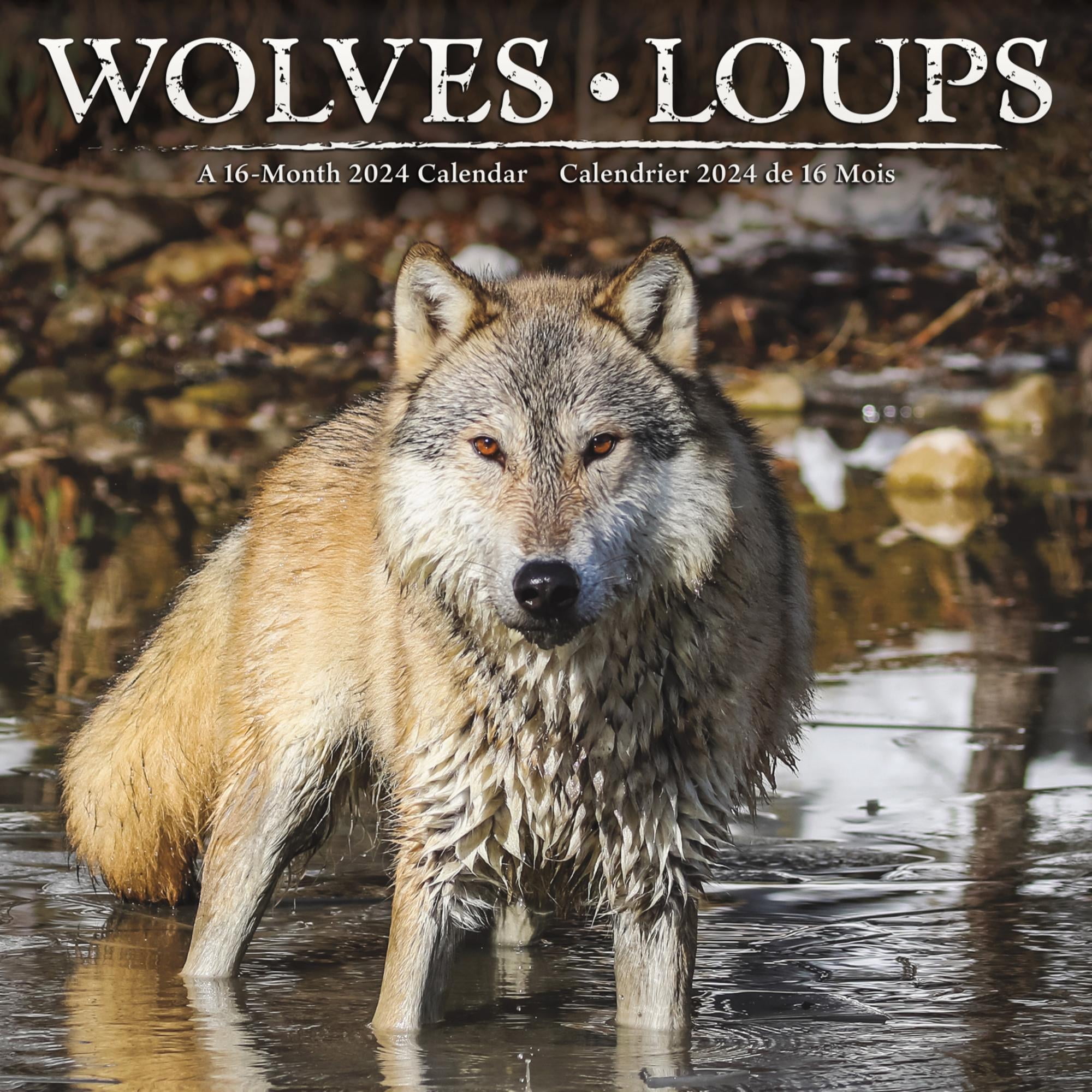 Trends International 2024 Wolves Wall Calendar - Walmart.com