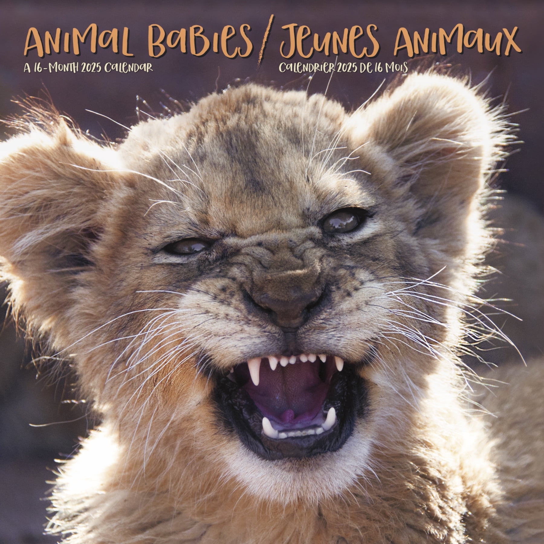 Trends International 2025 Animal Babies Wall Calendar - Walmart.com