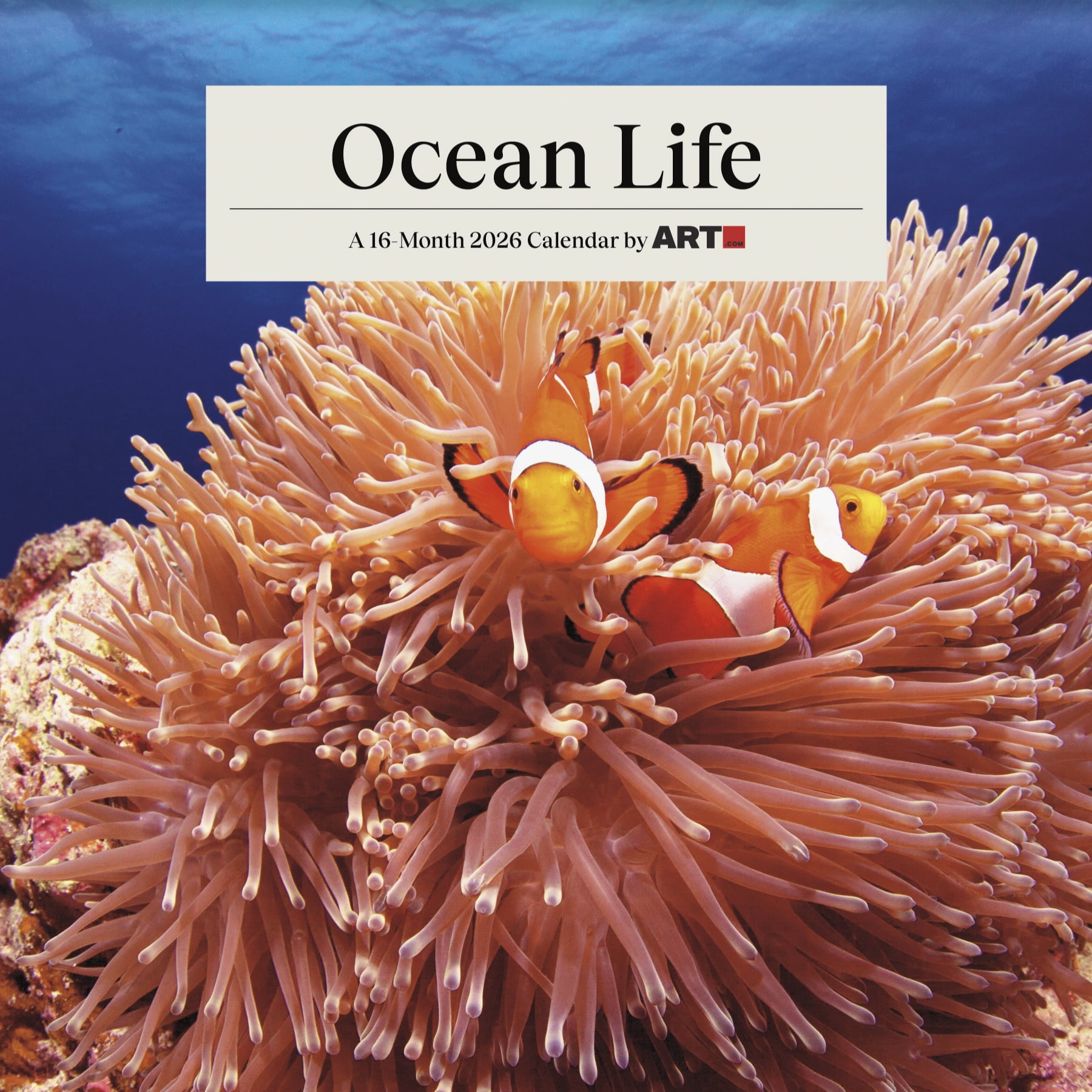 Trends International 2026 Ocean Life Wall Calendar - Walmart.com