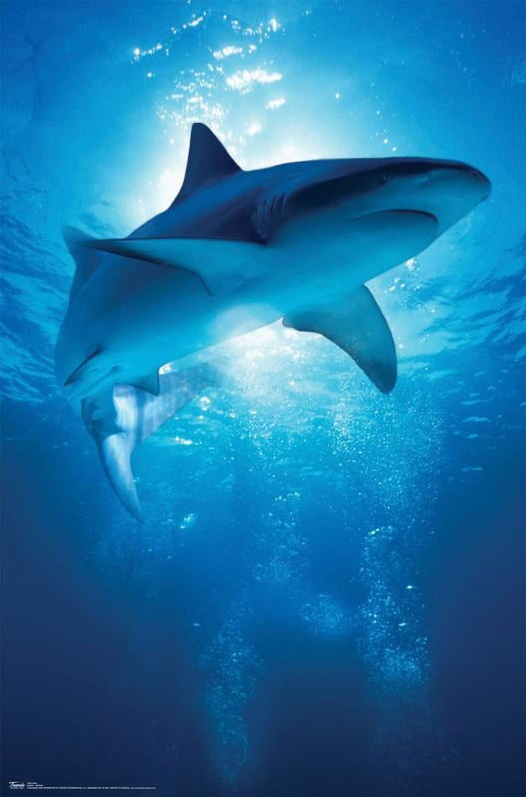 Trends International Shark - Depths Poster - Walmart.com