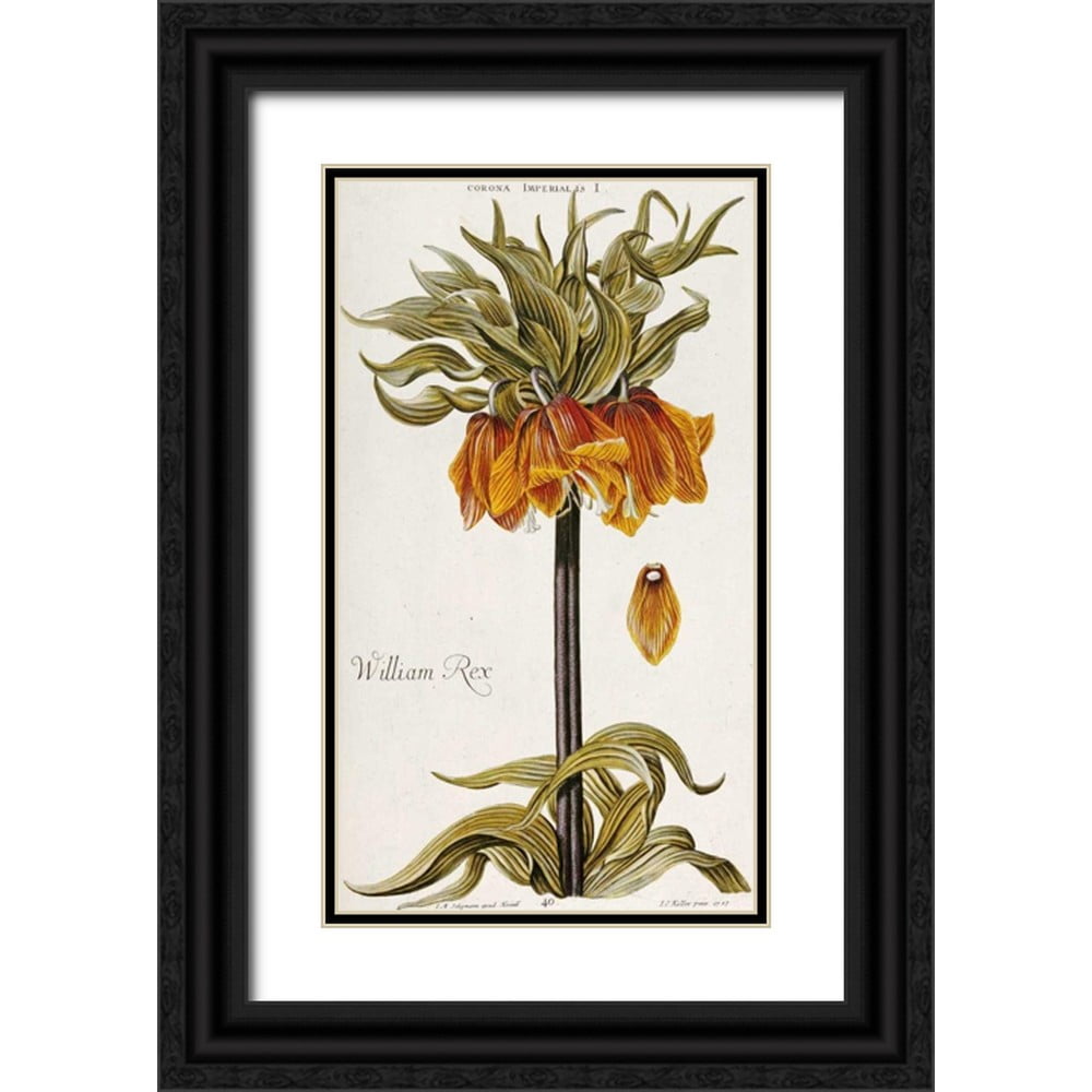 Trew, Christoph Jacob 10x14 Black Ornate Wood Framed with Double ...