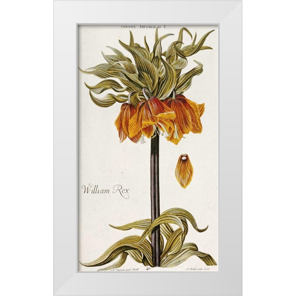 Trew, Christoph Jacob 10x14 White Modern Wood Framed Museum Art Print ...